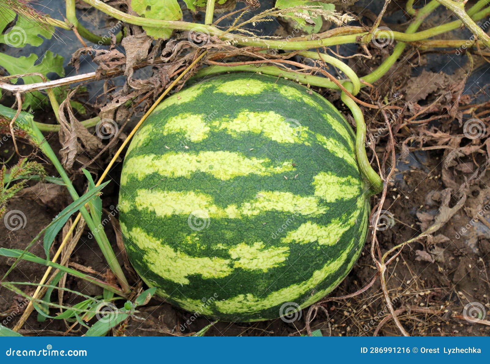 Watermelons Ripen in the Field Stock Photo - Image of farm, agriculture ...