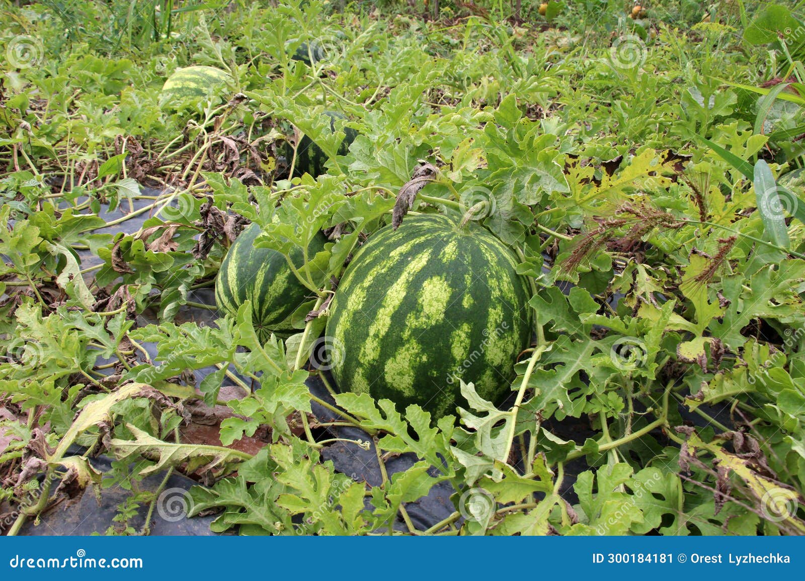 Watermelons Ripen in the Field Stock Image - Image of watermelons ...