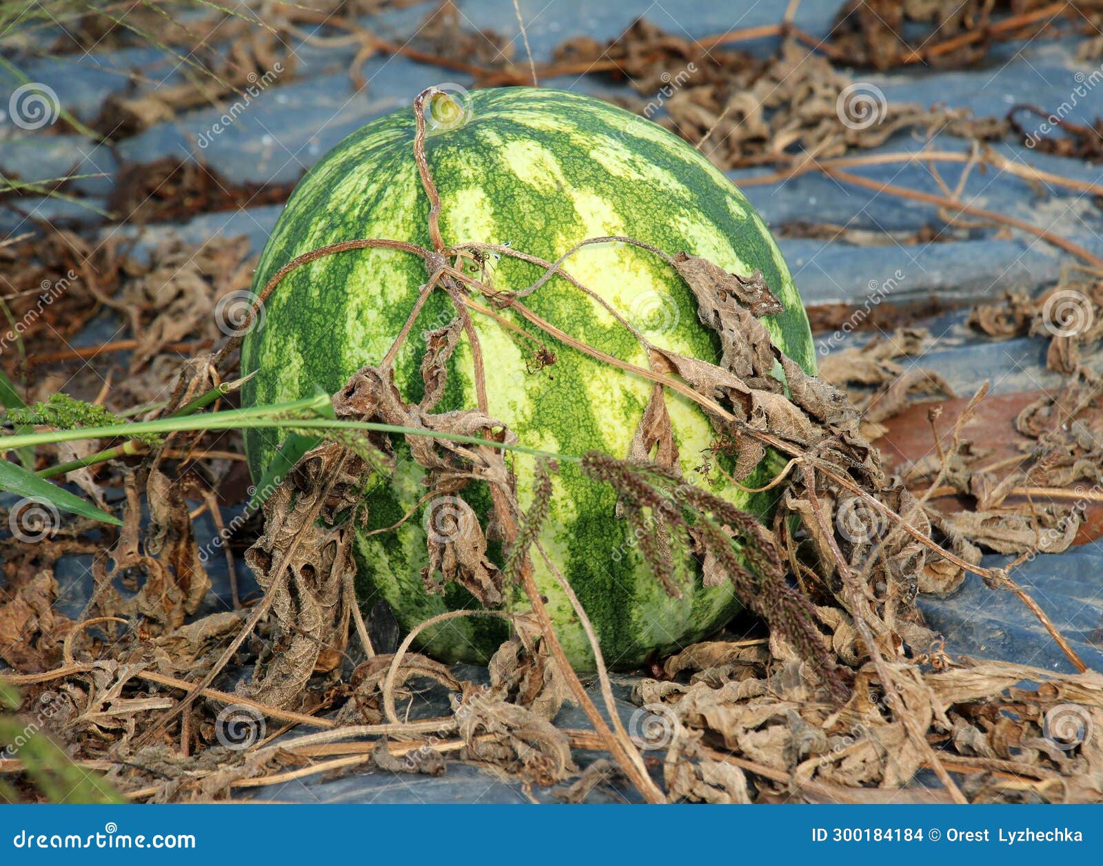 Watermelons Ripen in the Field Stock Photo - Image of green, watermelon ...