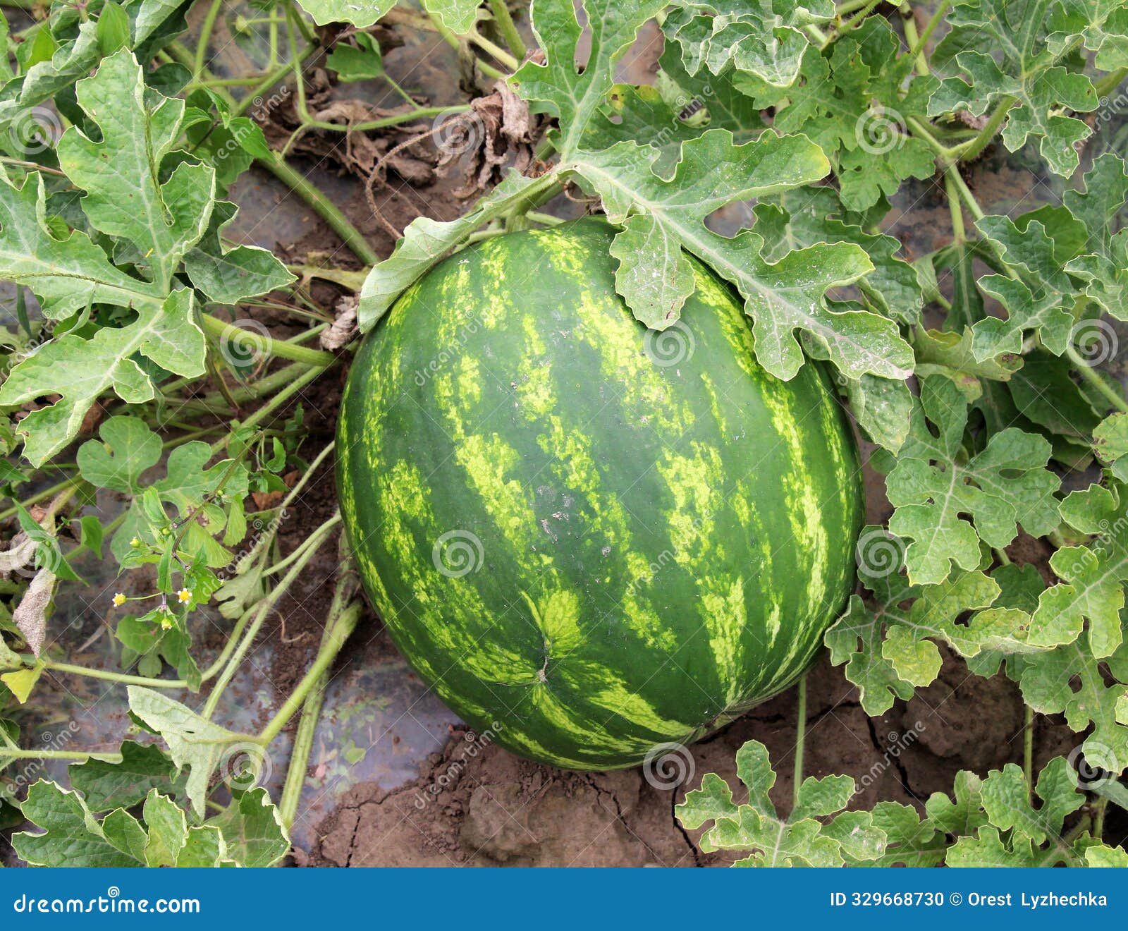 Watermelons Ripen in the Field Stock Photo - Image of watermelon ...