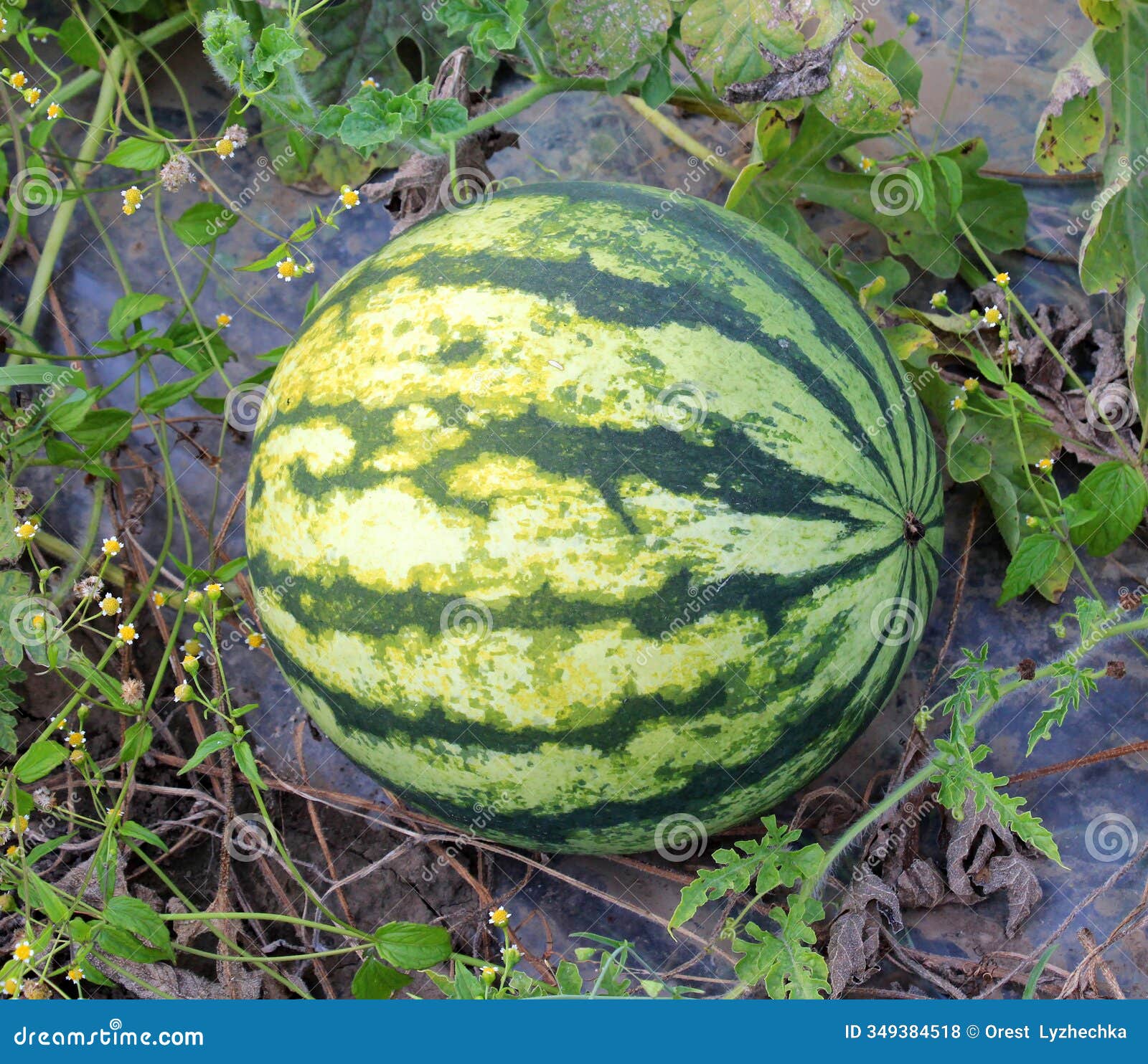 Watermelons Ripen in the Field Stock Photo - Image of nature, garden ...