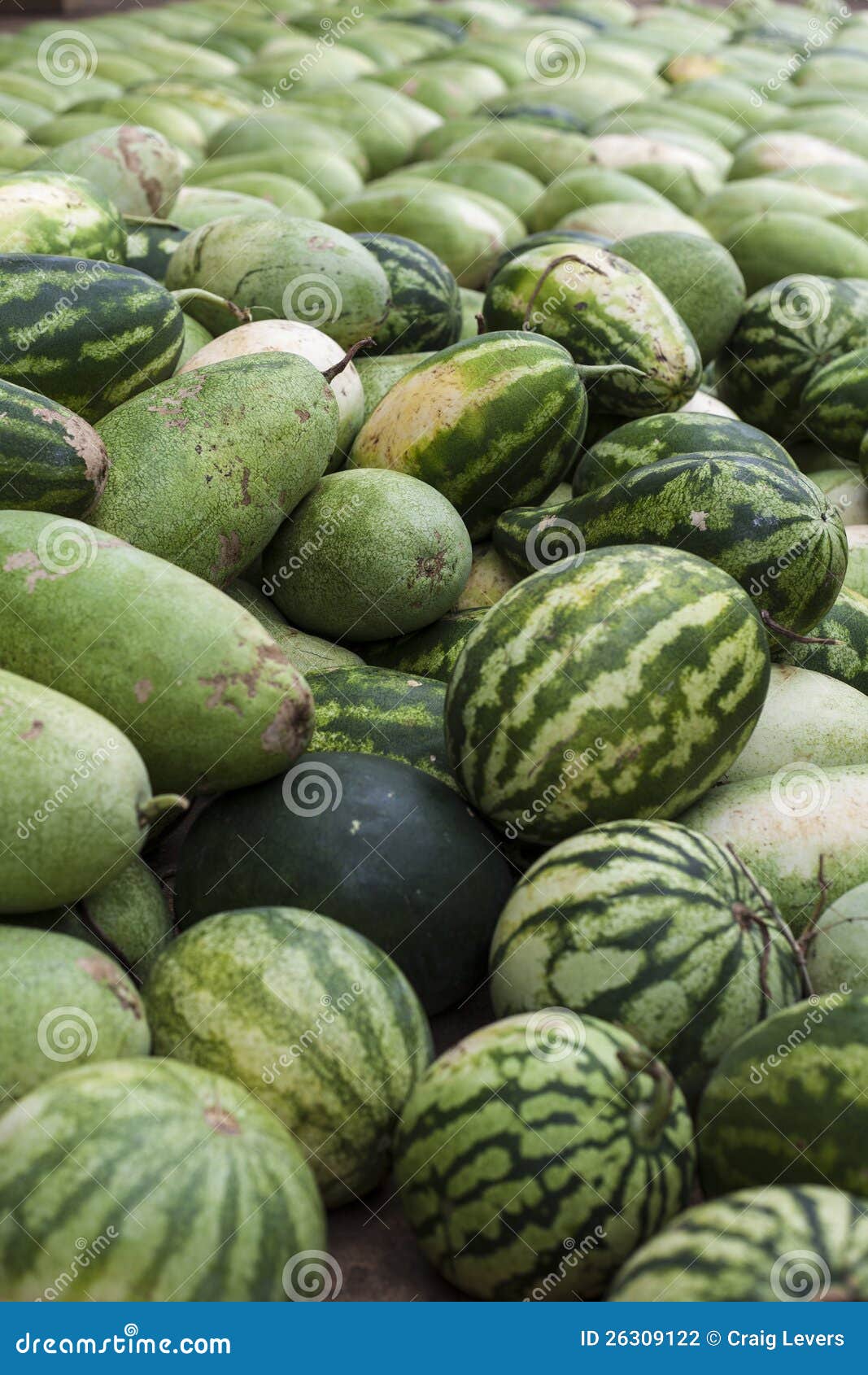Watermelons for sale stock photo. Image of pacific, green - 26309122