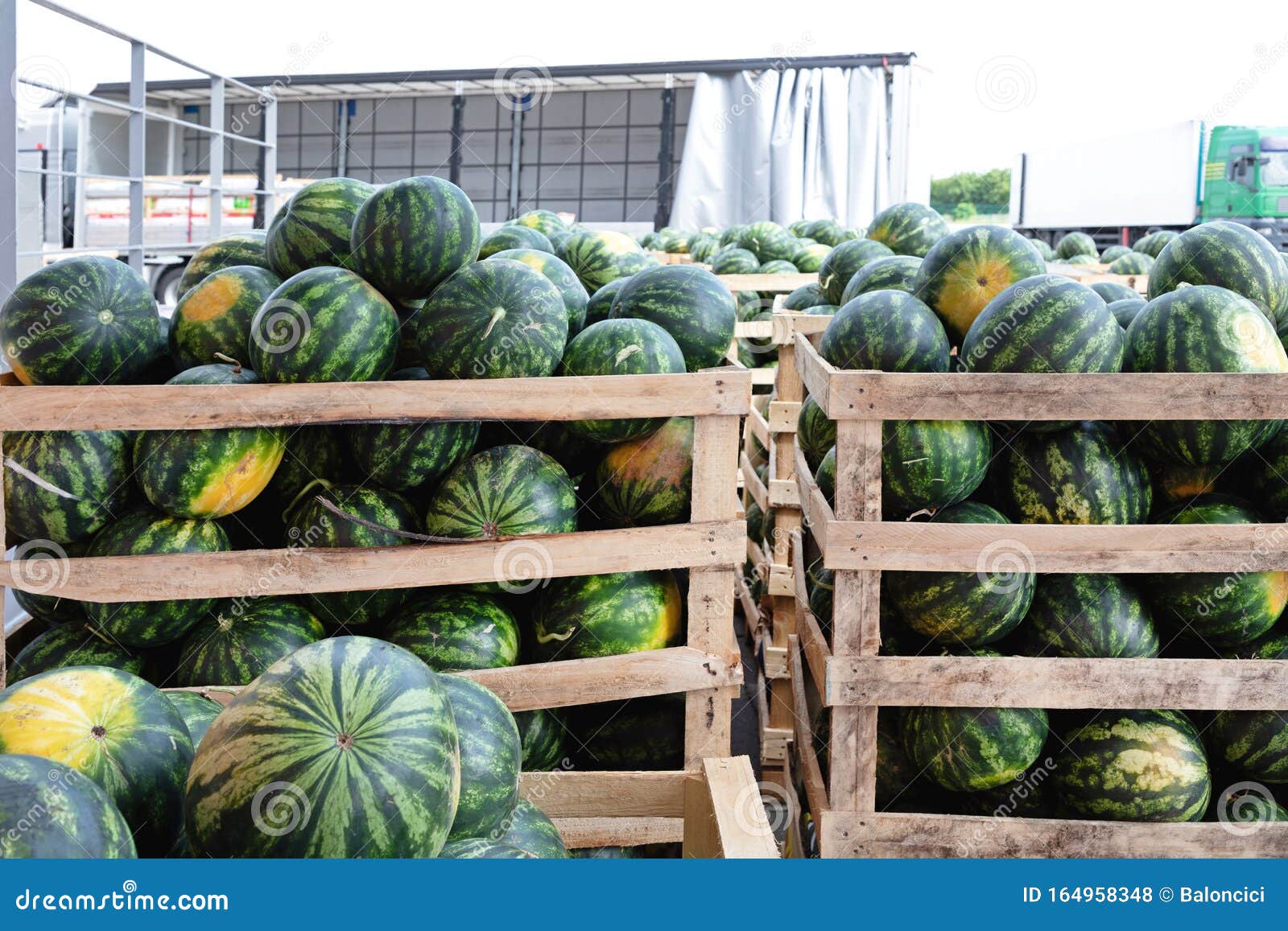 Watermelons Trailer stock photo. Image of fruit, green - 164958348