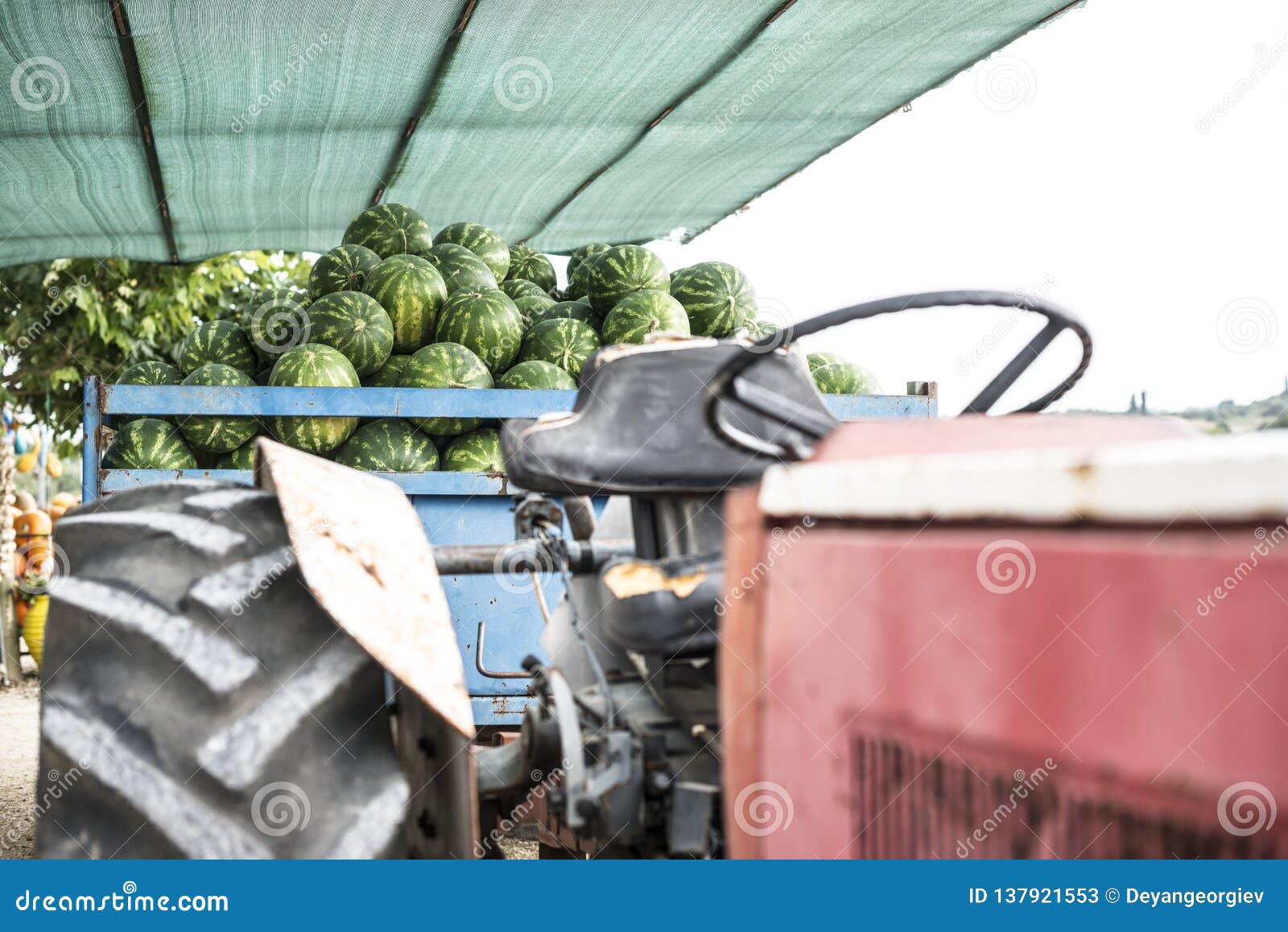 Watermelons in the trailer stock image. Image of fresh - 137921553