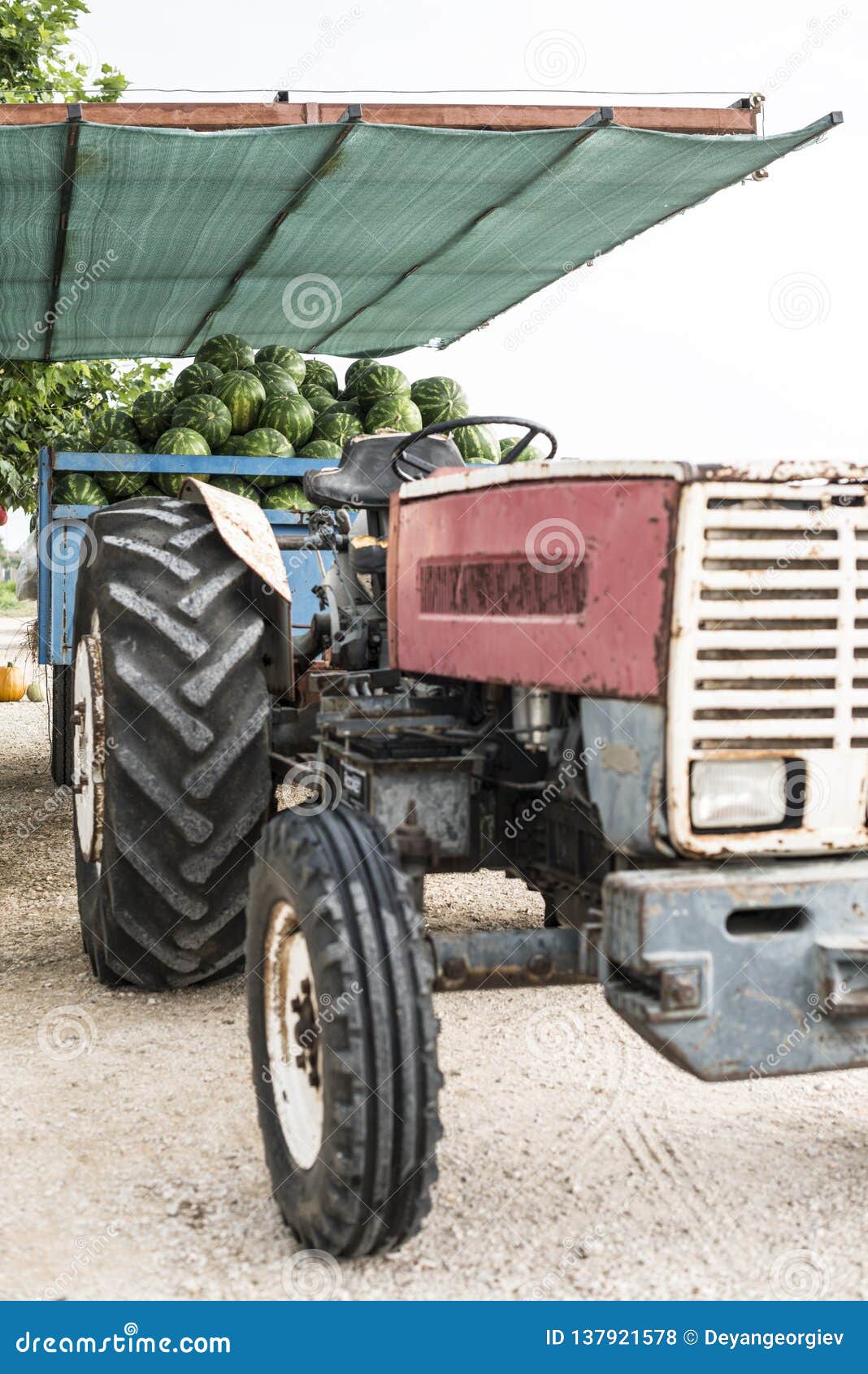 Watermelons in the trailer stock photo. Image of tasty - 137921578