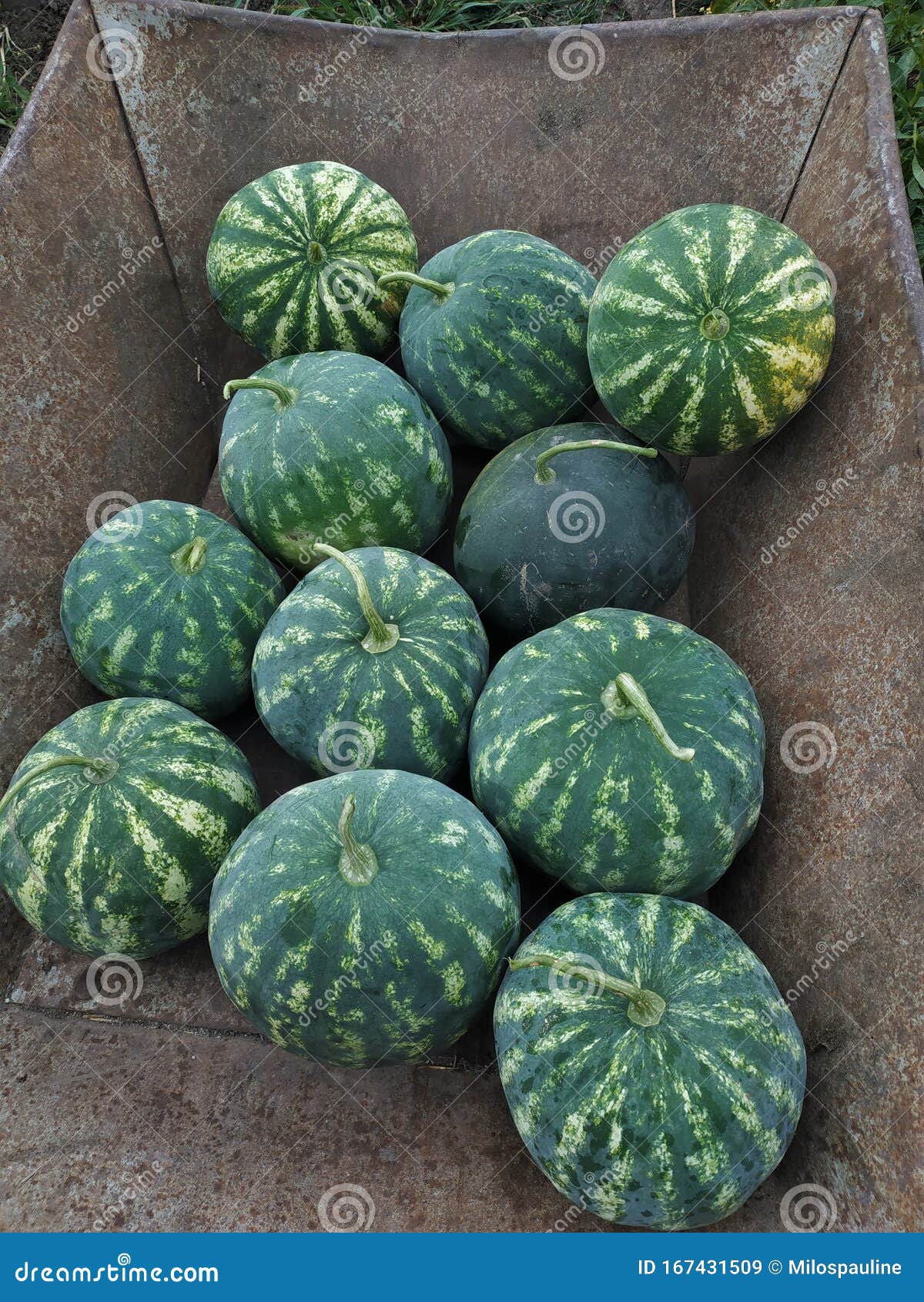 Small Watermelons on the Truck, Village Stock Image - Image of fruit ...