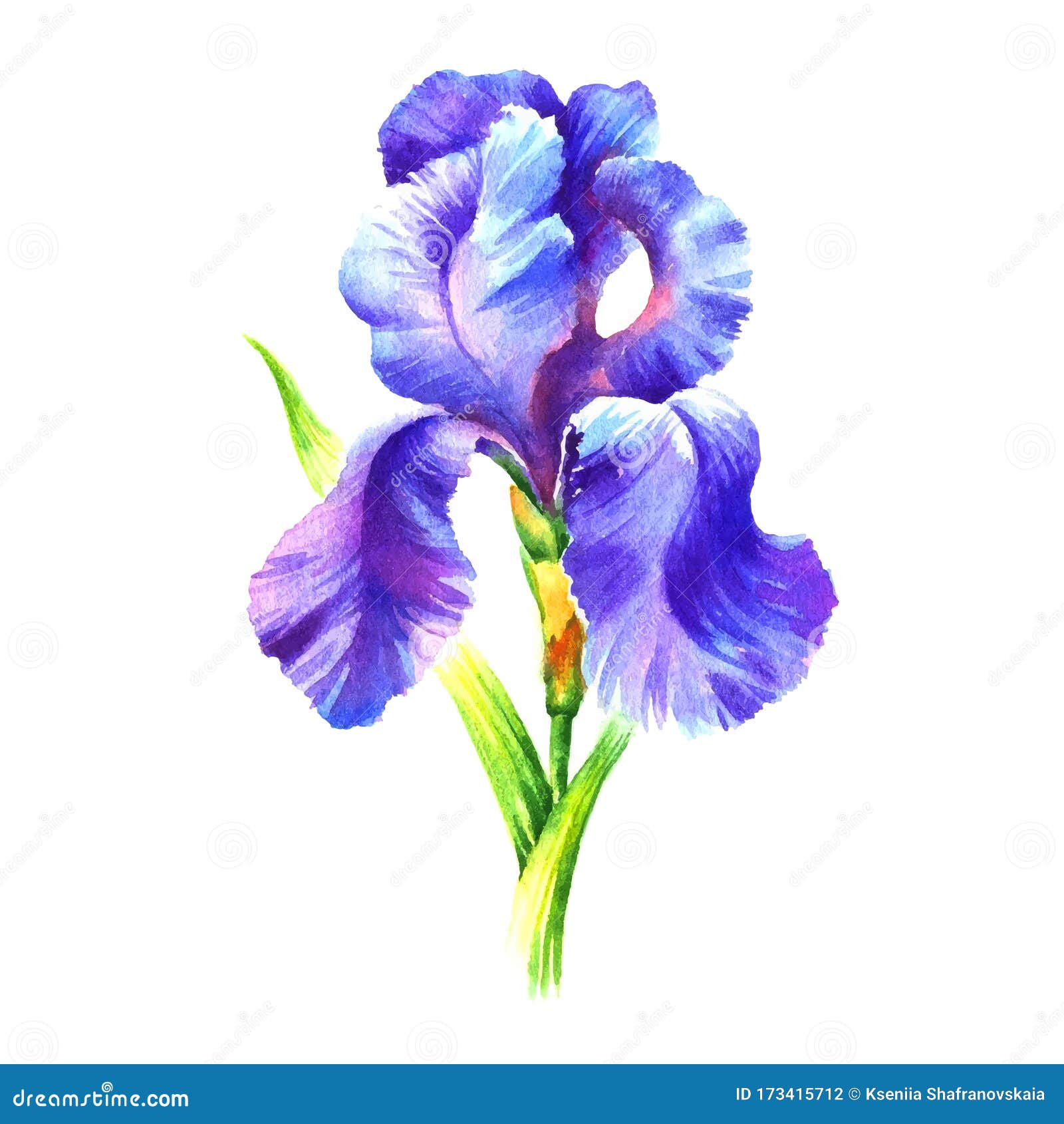 Iris Hand Drawn Sketched Illustration. Cartoon Vector | CartoonDealer ...