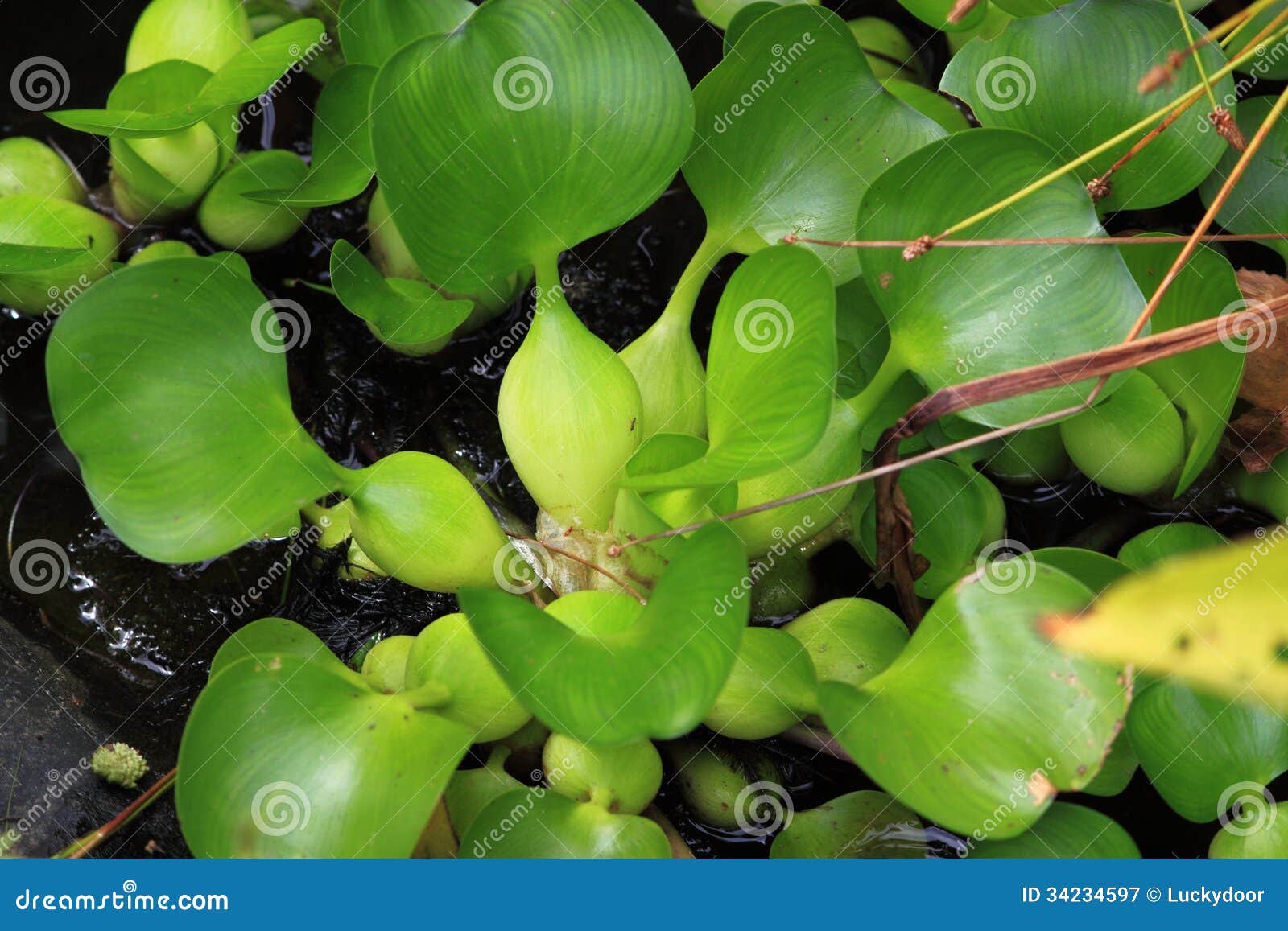 Waterplanten stock afbeelding. Image of toneel, omringend - 34234597