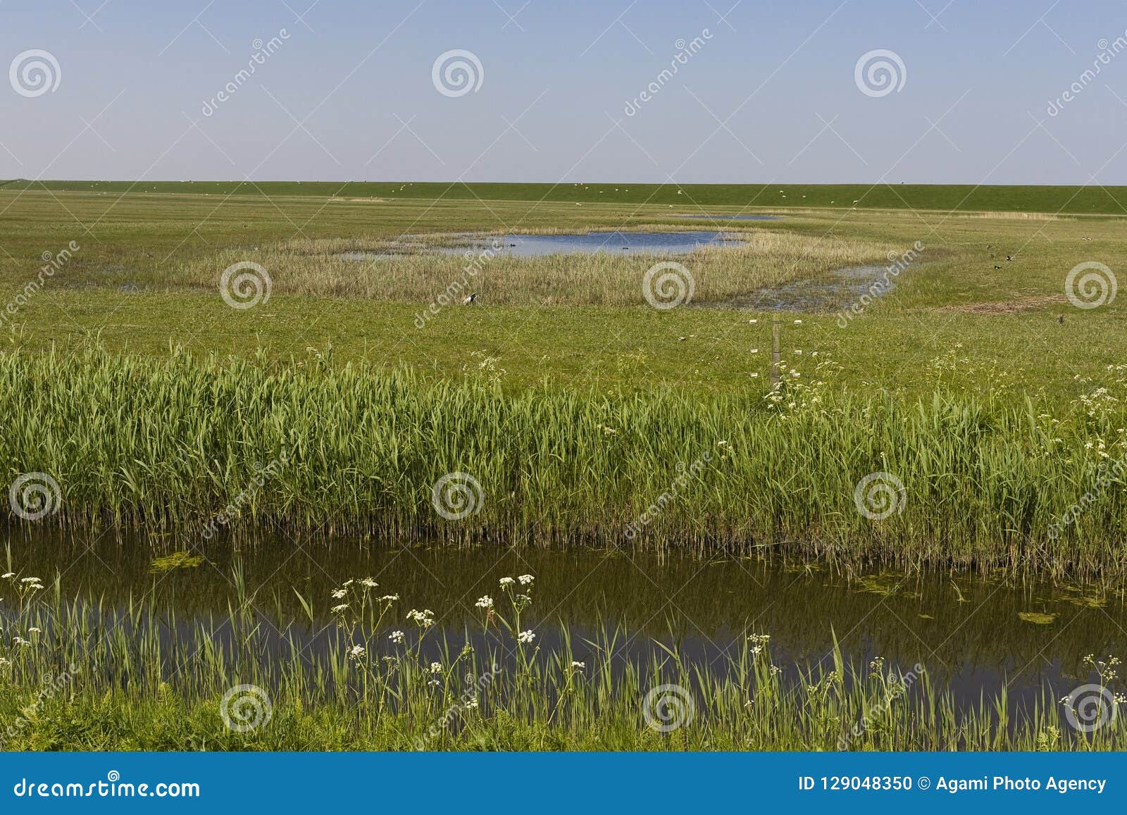 Waterplas, charca foto de archivo. Imagen de agua, neerlandeses - 129048350