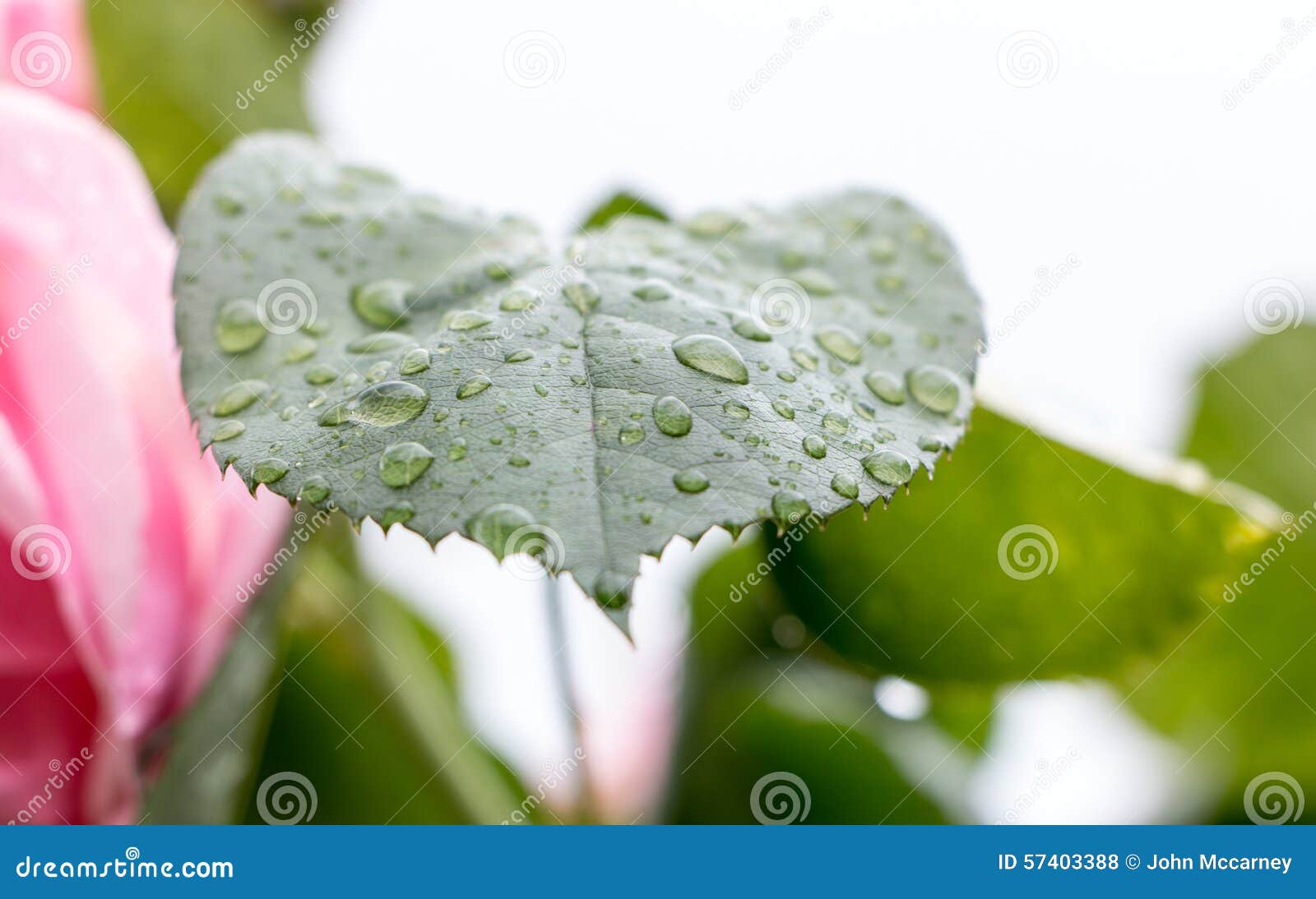 Waterproof stock photo. Image of scene, raindrops, leaf - 57403388