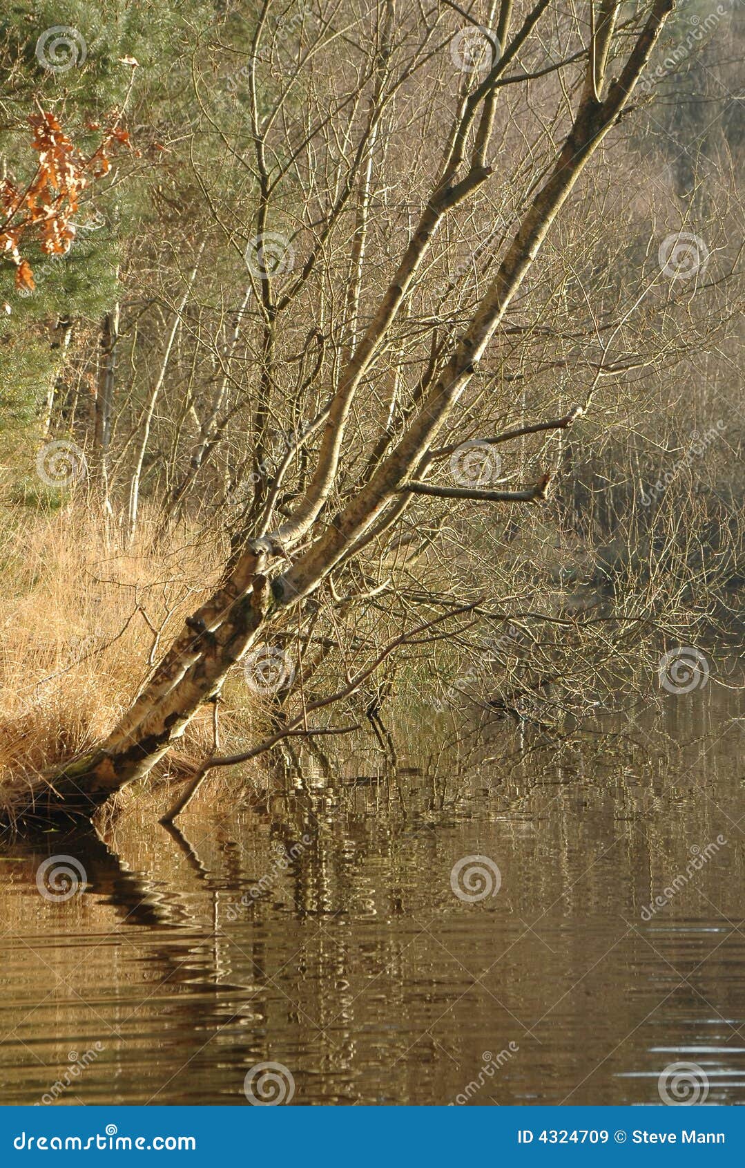 Waters Edge Rock Seascape With Beach Grass Stock Photo | CartoonDealer ...