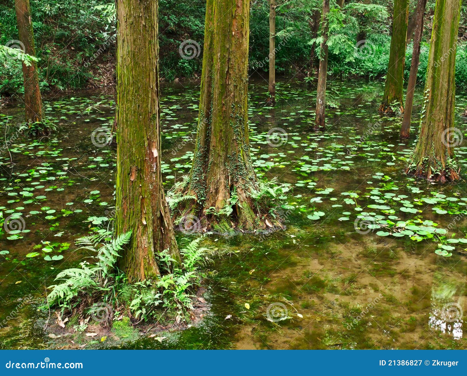 Waters edge vegetation stock image. Image of scenic, landscape - 21386827