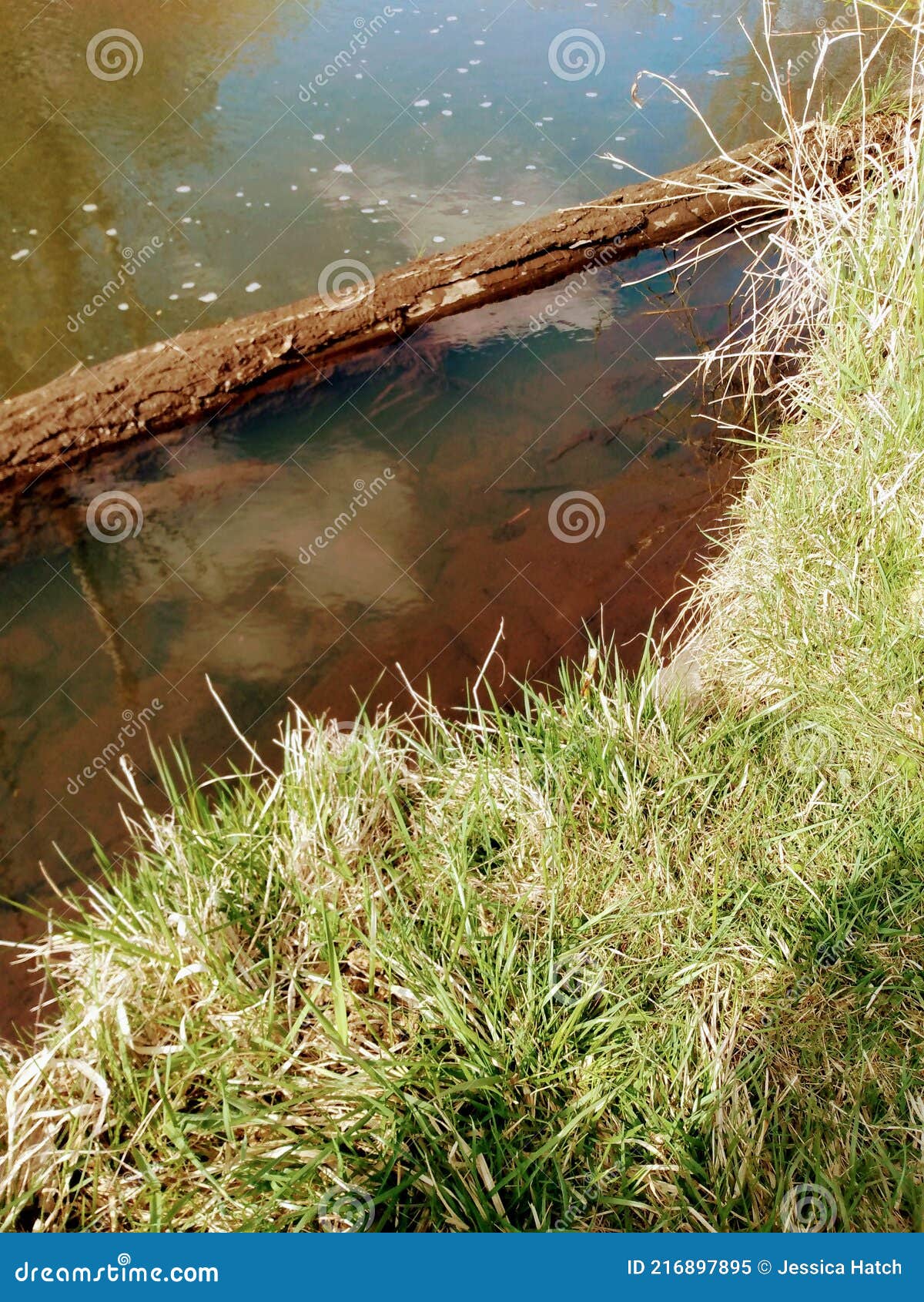 At the waters edge stock image. Image of waterway, leaf - 216897895