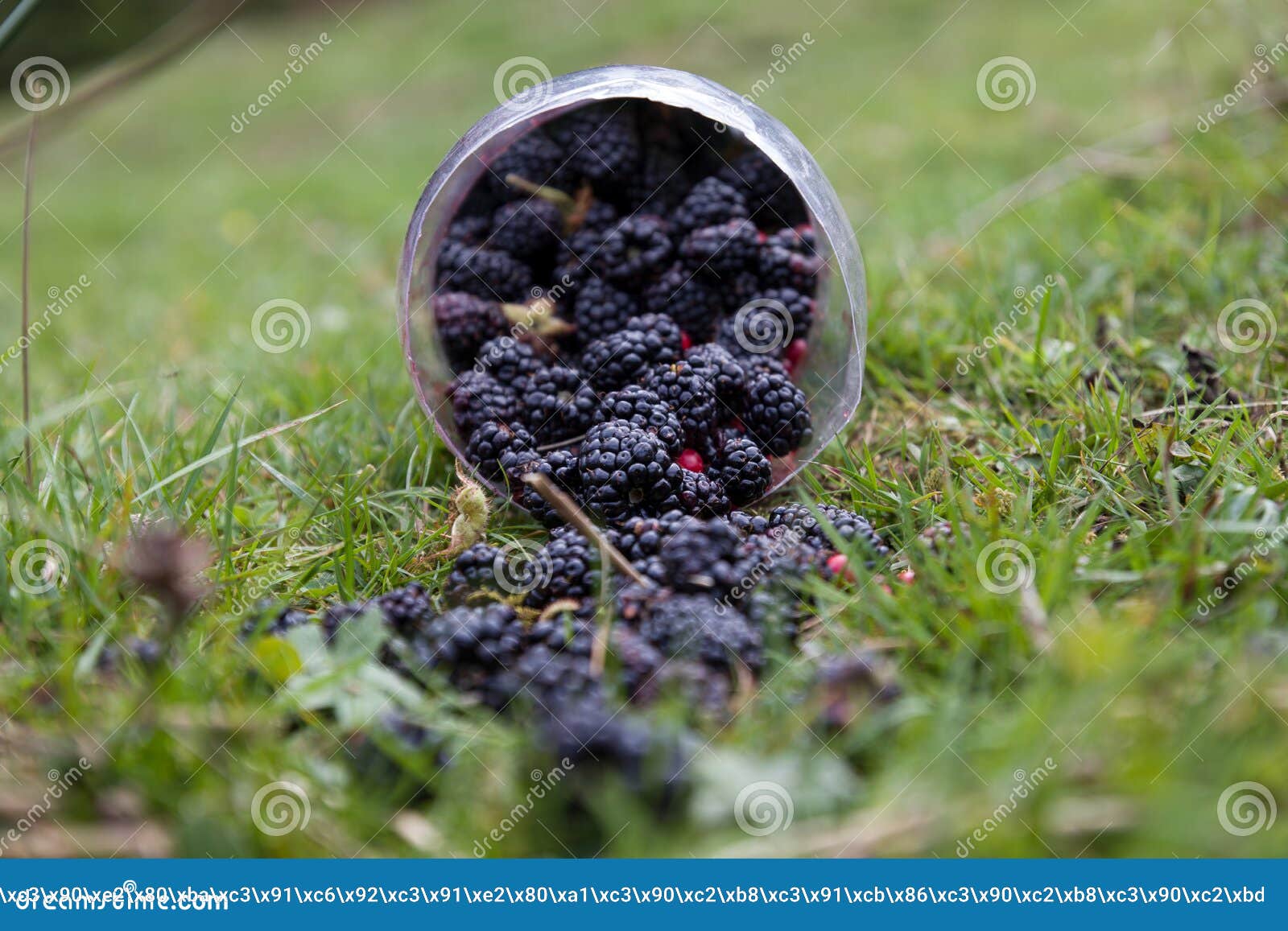 Dinner Berry Scattered from a Plastic Bottle Stock Photo - Image of ...