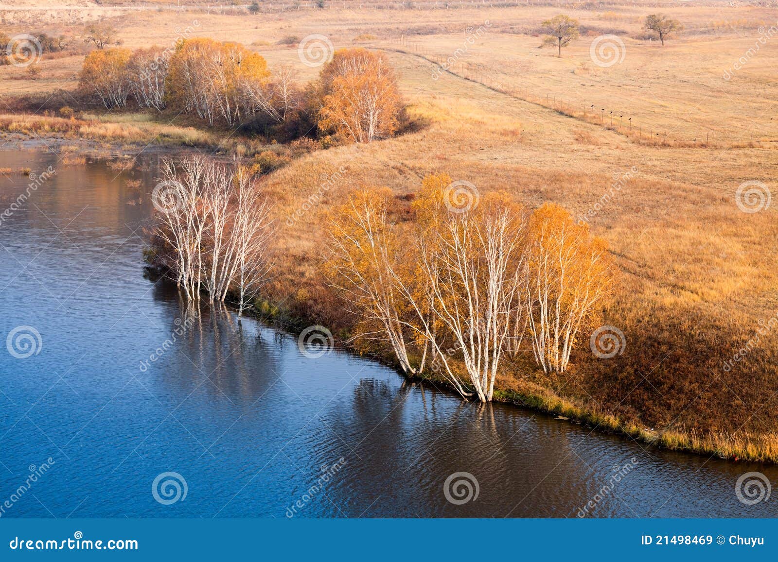 Waterside Birch Trees in Autumn Stock Image - Image of branch, autumn ...