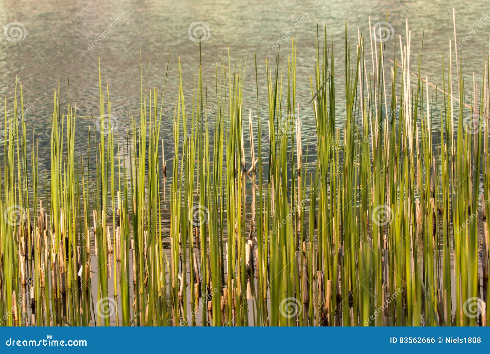 Waterside with Bulrush at a Lake Stock Photo - Image of water, bulrush ...