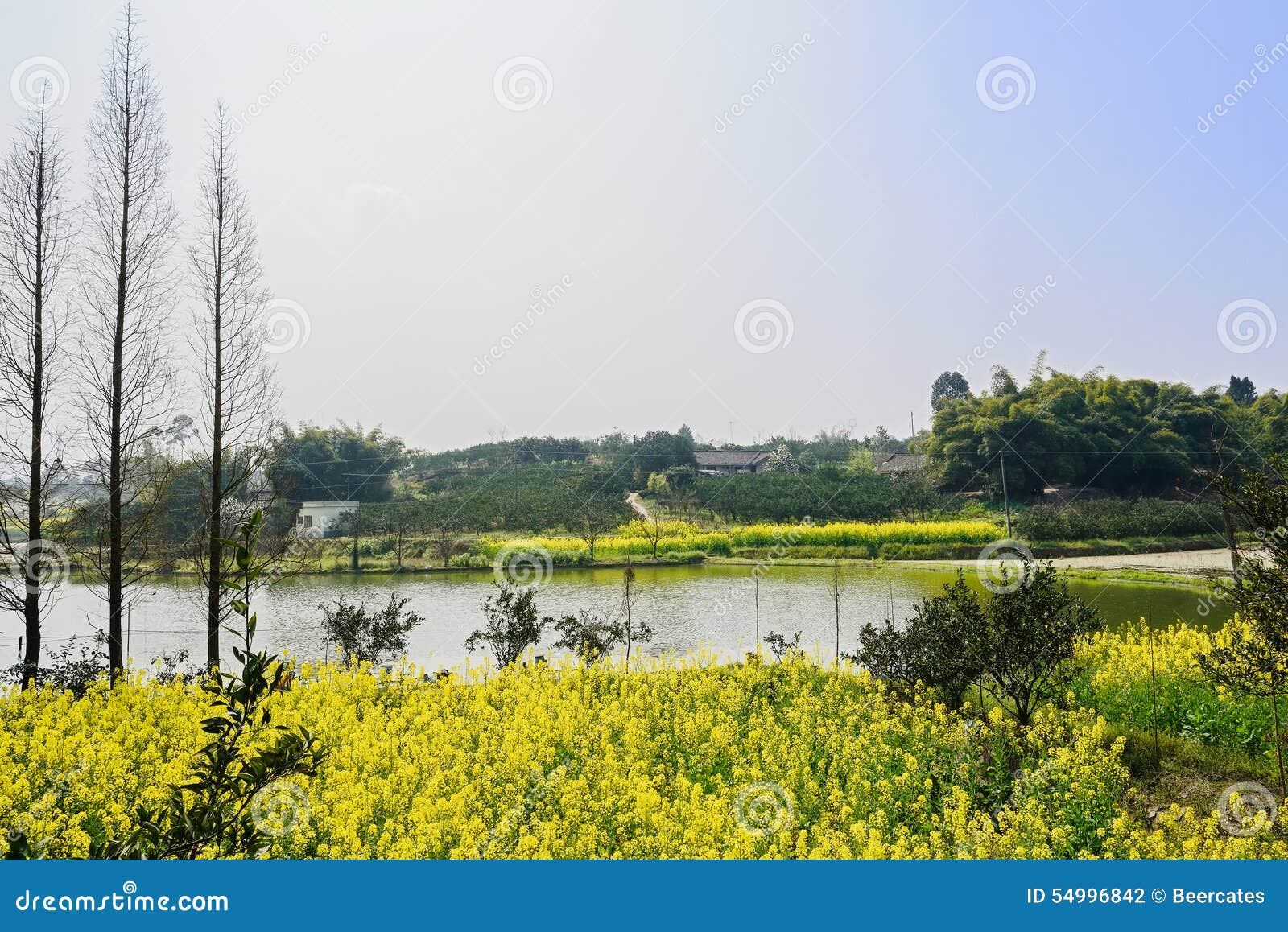 Waterside Flowering Fields at Spring Noon Stock Photo - Image of rustic ...