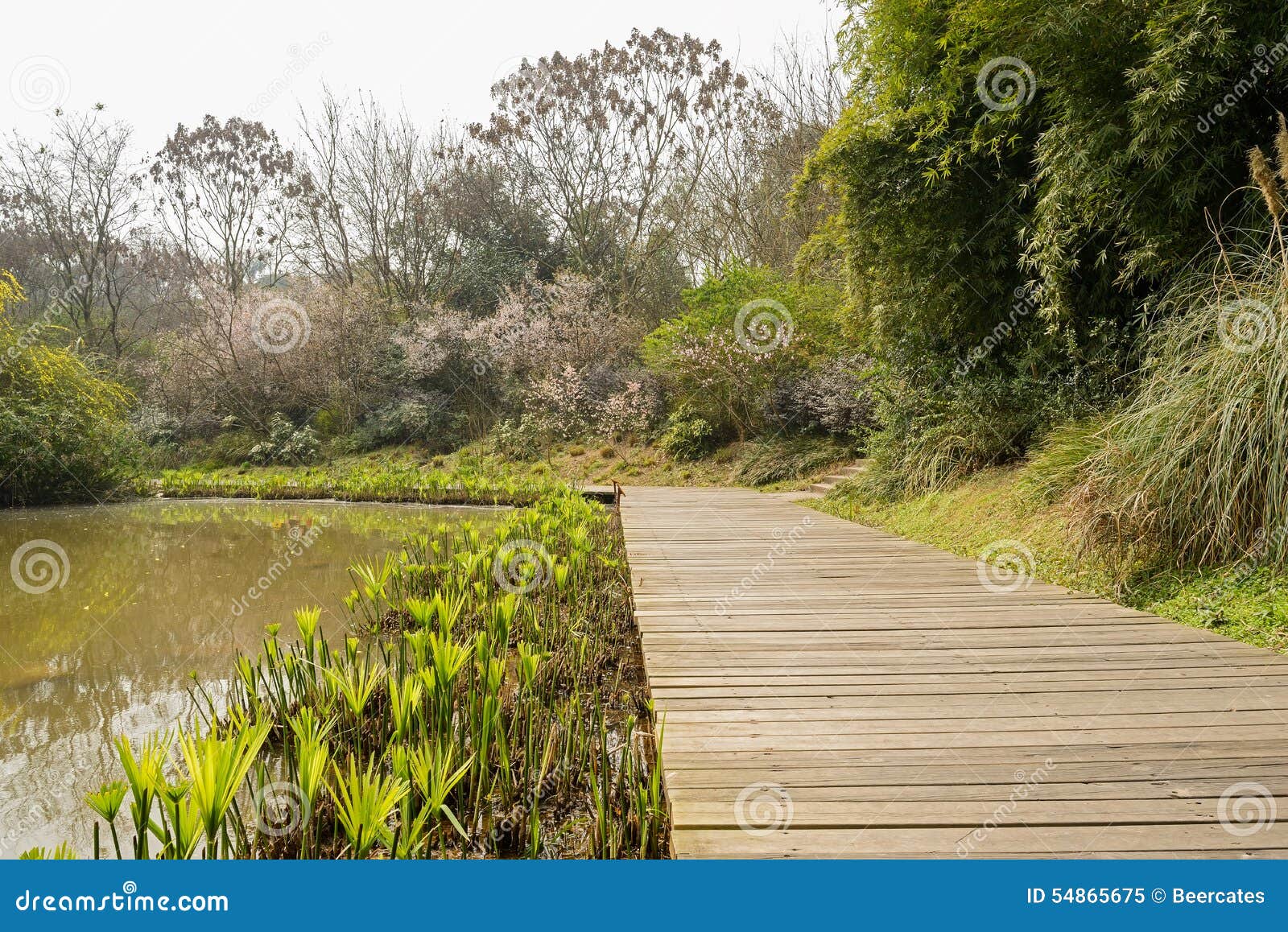 Waterside Planked Pavement in Blossoming Spring Stock Image - Image of ...