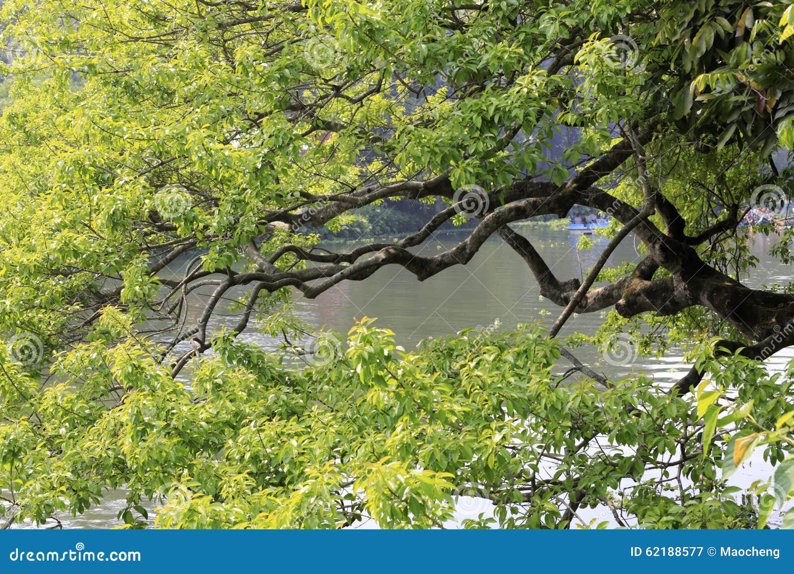 Waterside tree stock image. Image of county, tree, visitors - 62188577
