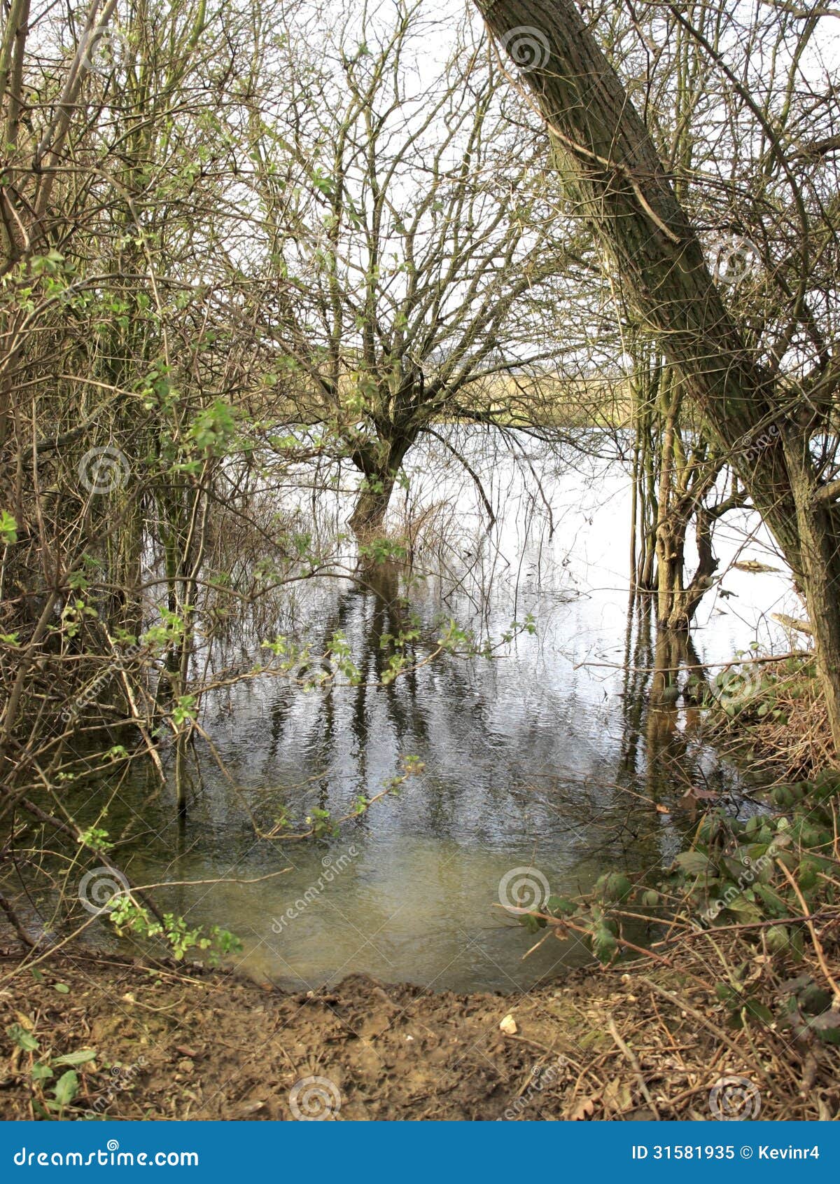 Waterside Tree stock image. Image of rural, nature, scenery - 31581935