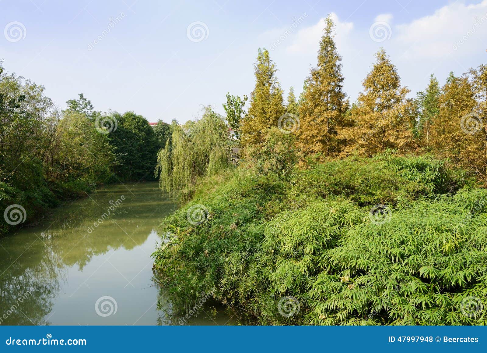Waterside Trees and Shrubs in Sunny Sky Stock Photo - Image of bush ...