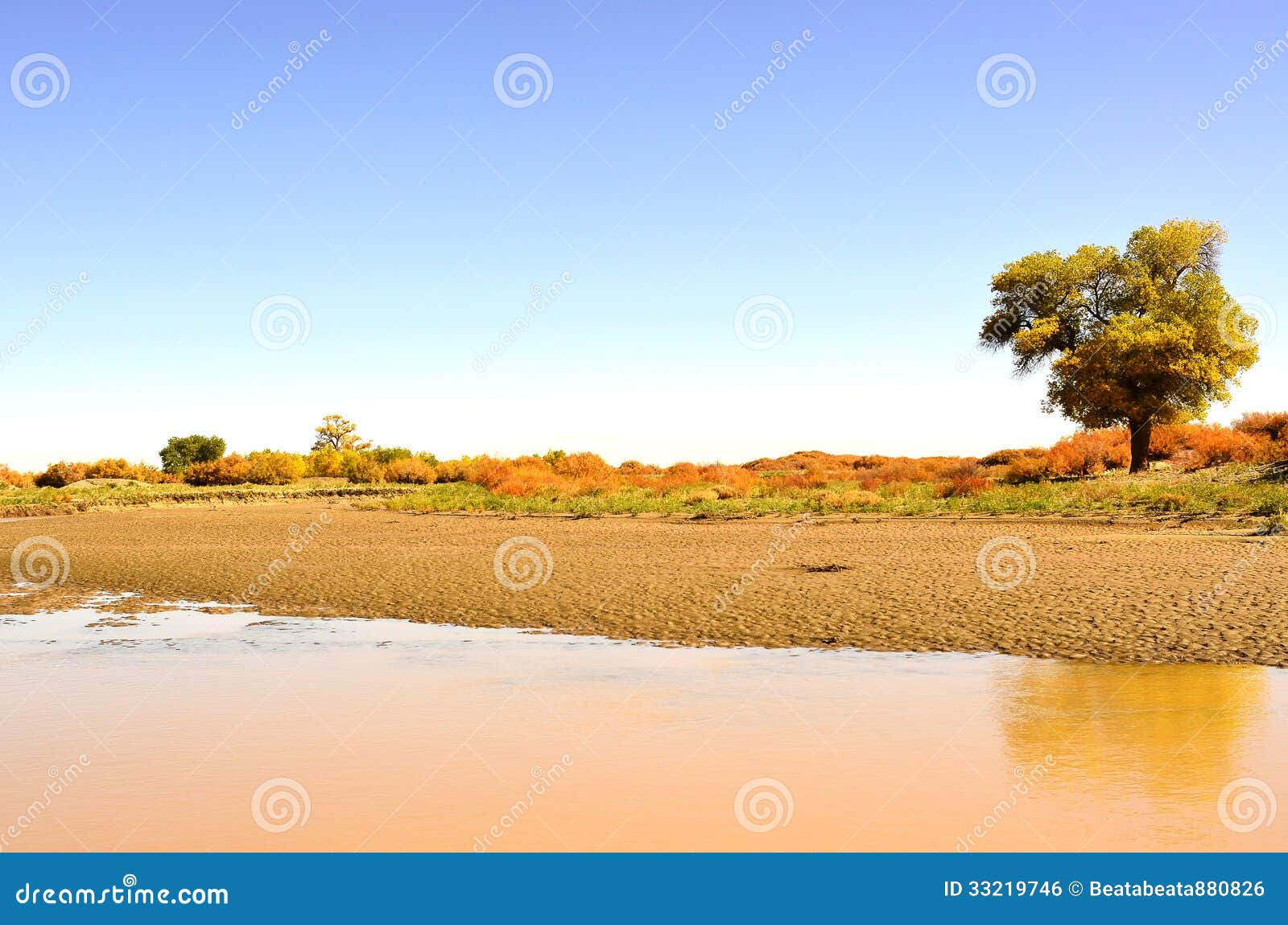 Waterside trees stock photo. Image of famous, flood, shui - 33219746