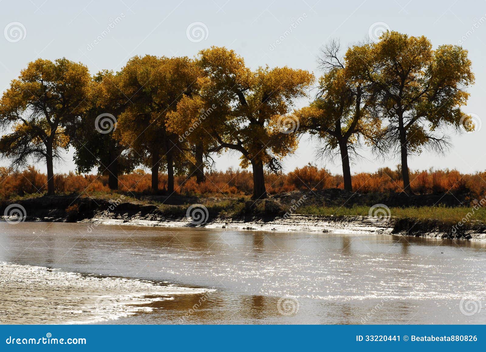 Waterside trees stock image. Image of china, water, flood - 33220441