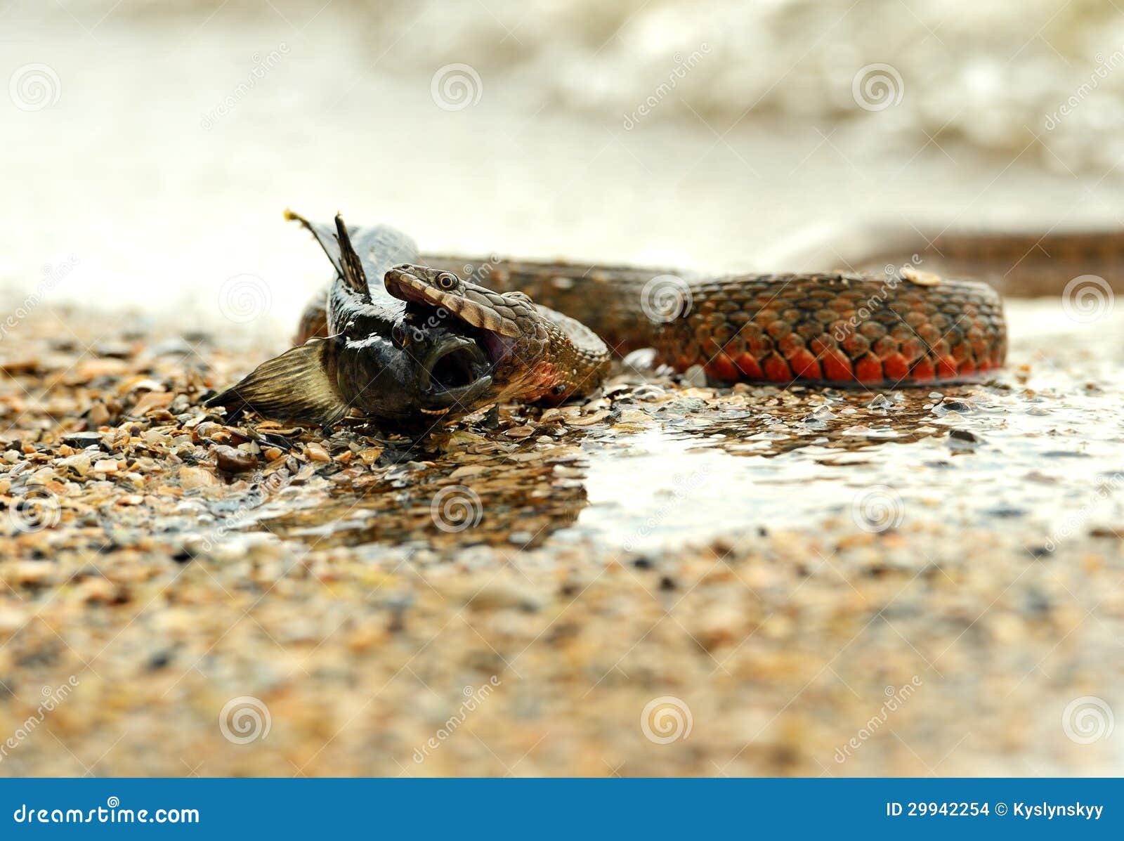 Waterslang stock foto. Image of reptiel, prooi, zomer - 29942254