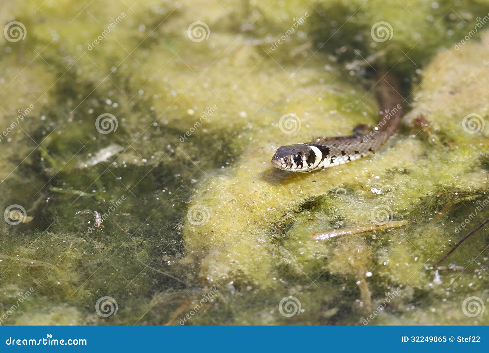 Waterslang stock afbeelding. Image of vulklei, huid, slordig - 32249065