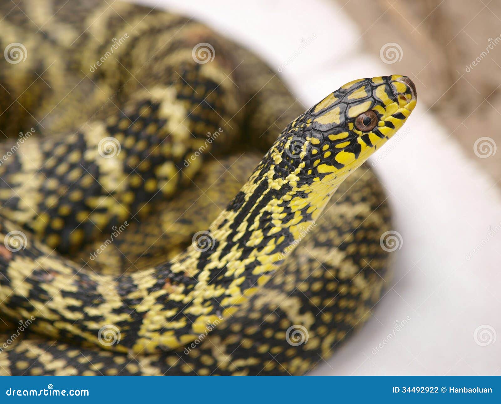 Waterslang stock foto. Image of omslag, zonde, slang - 34492922