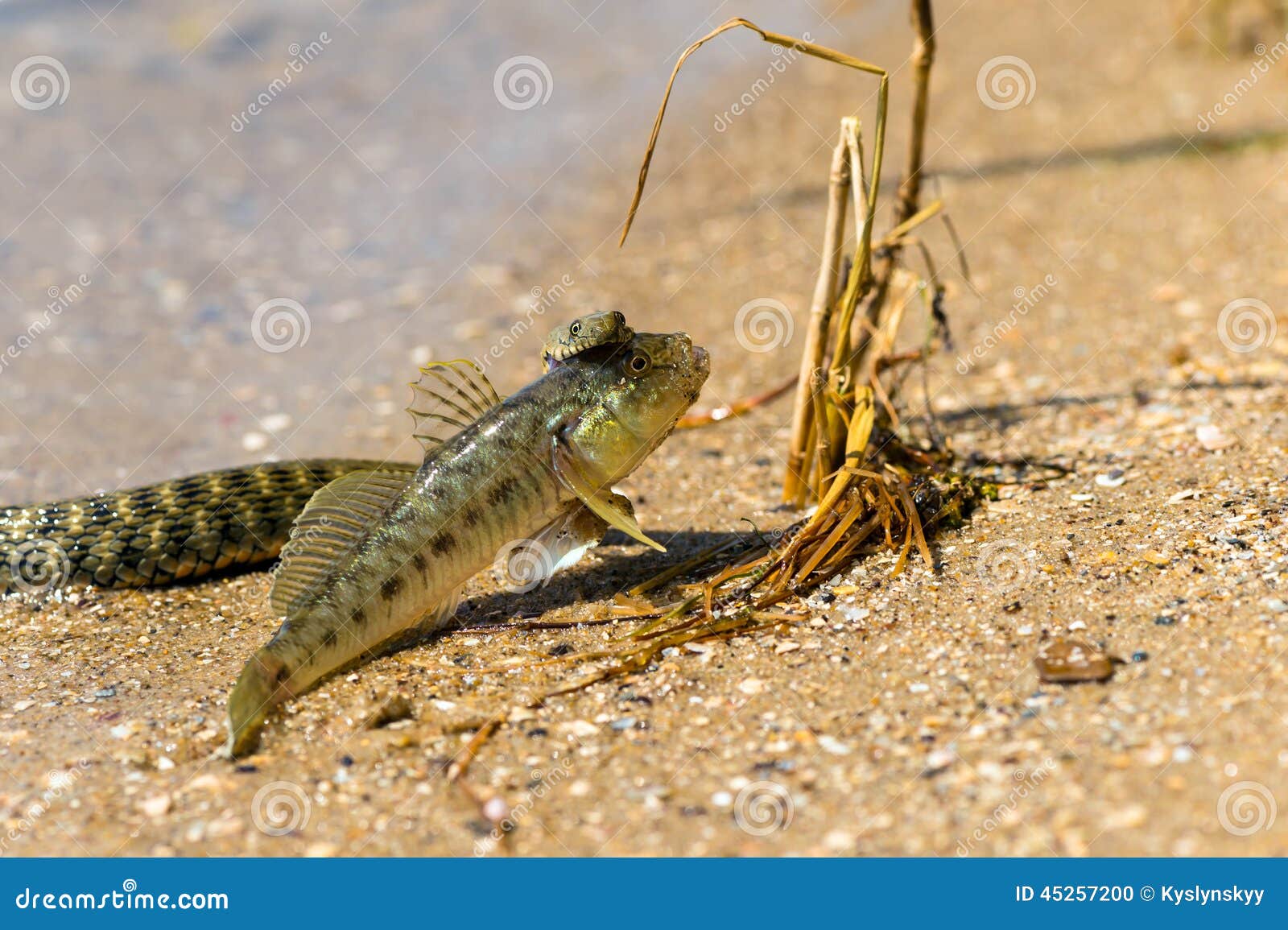 Waterslang stock foto. Image of oekraïne, nave, slangen - 45257200