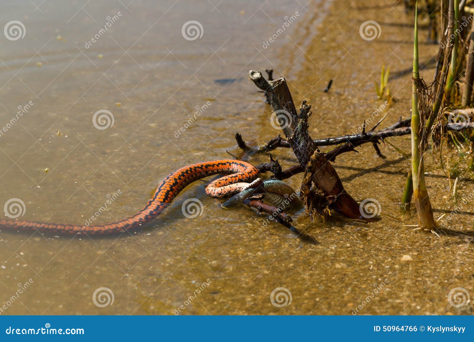 Waterslang stock foto. Image of zoetwater, koude, vissen - 50964766
