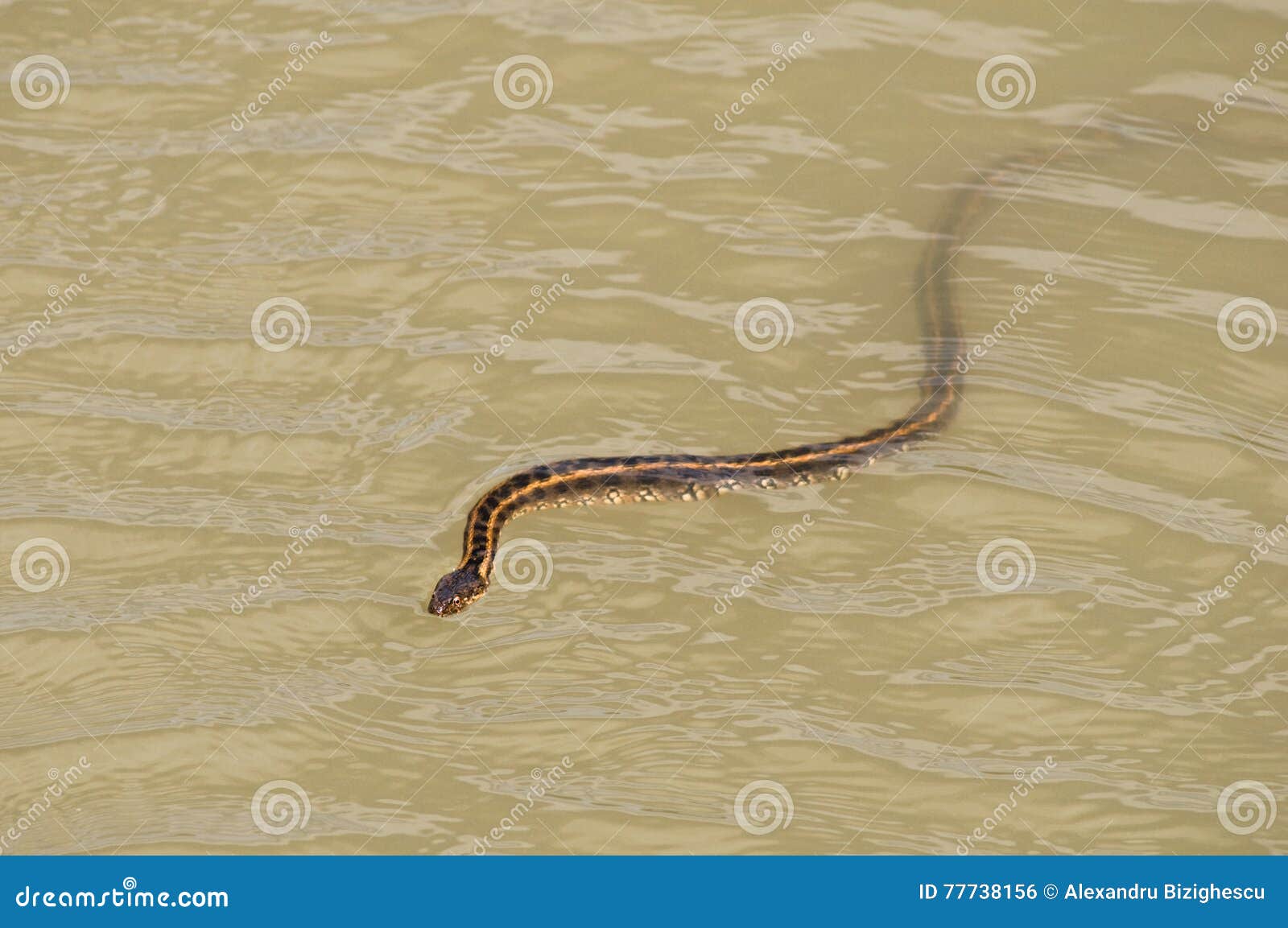 Waterslang stock foto. Image of vergift, rivier, vrees - 77738156