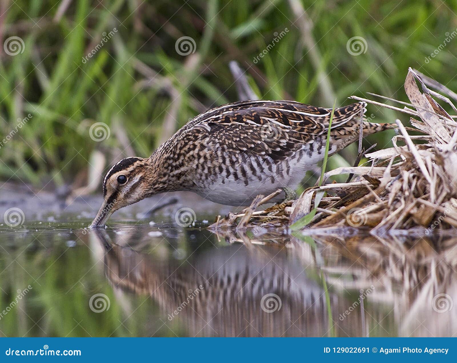 Watersnip, Common Snipe, Gallinago Gallinago Stock Image - Image of ...