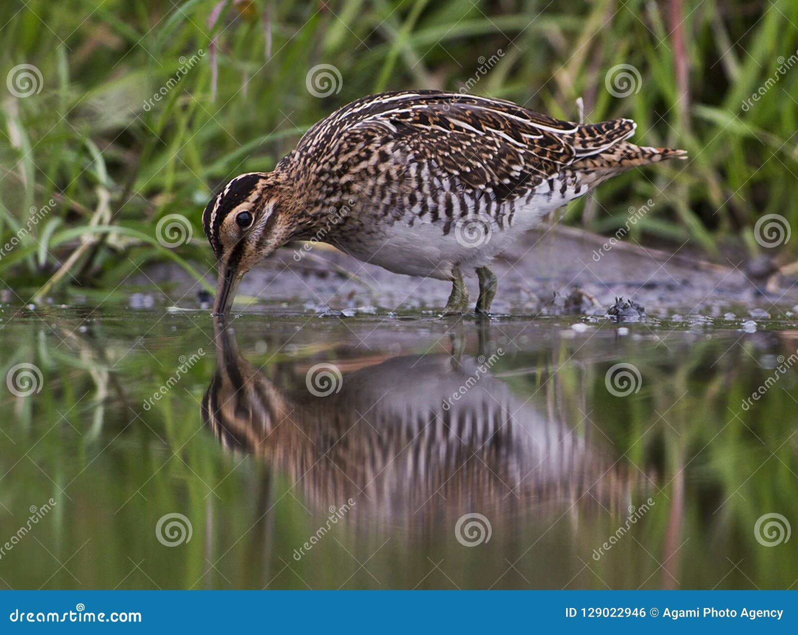 Watersnip, Common Snipe, Gallinago Gallinago Stock Photo - Image of ...