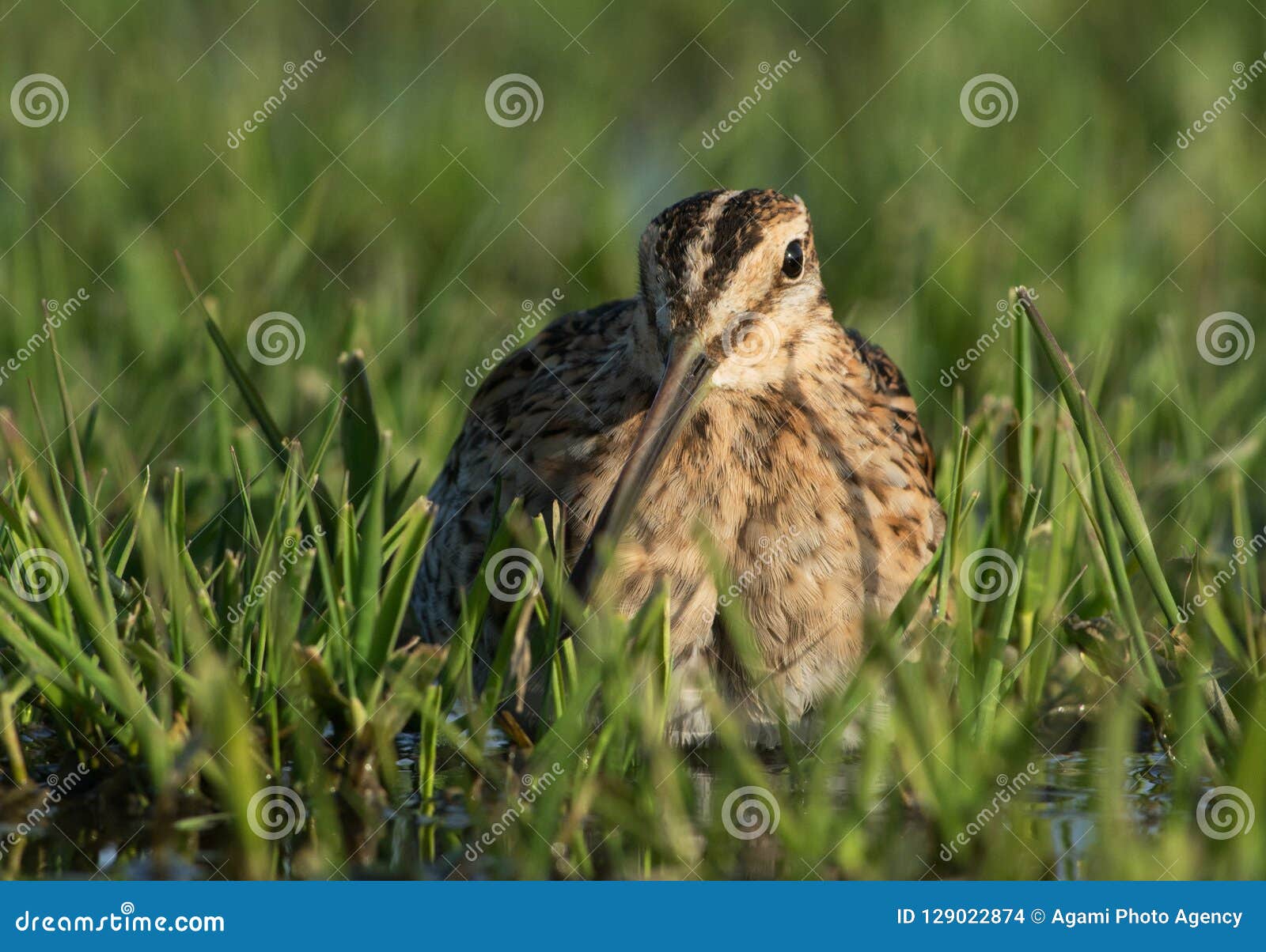 Watersnip, Common Snipe,Gallinago Media Stock Photo - Image of marken ...