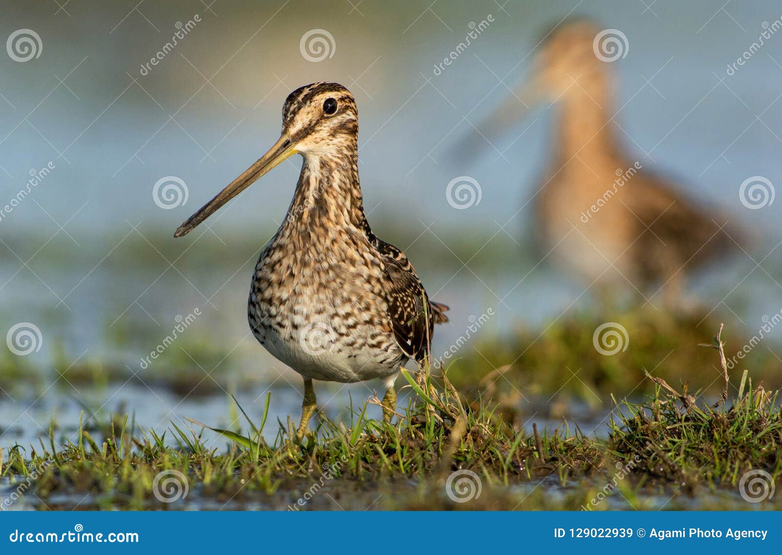 Watersnip, Common Snipe,Gallinago Media Stock Image - Image of media ...