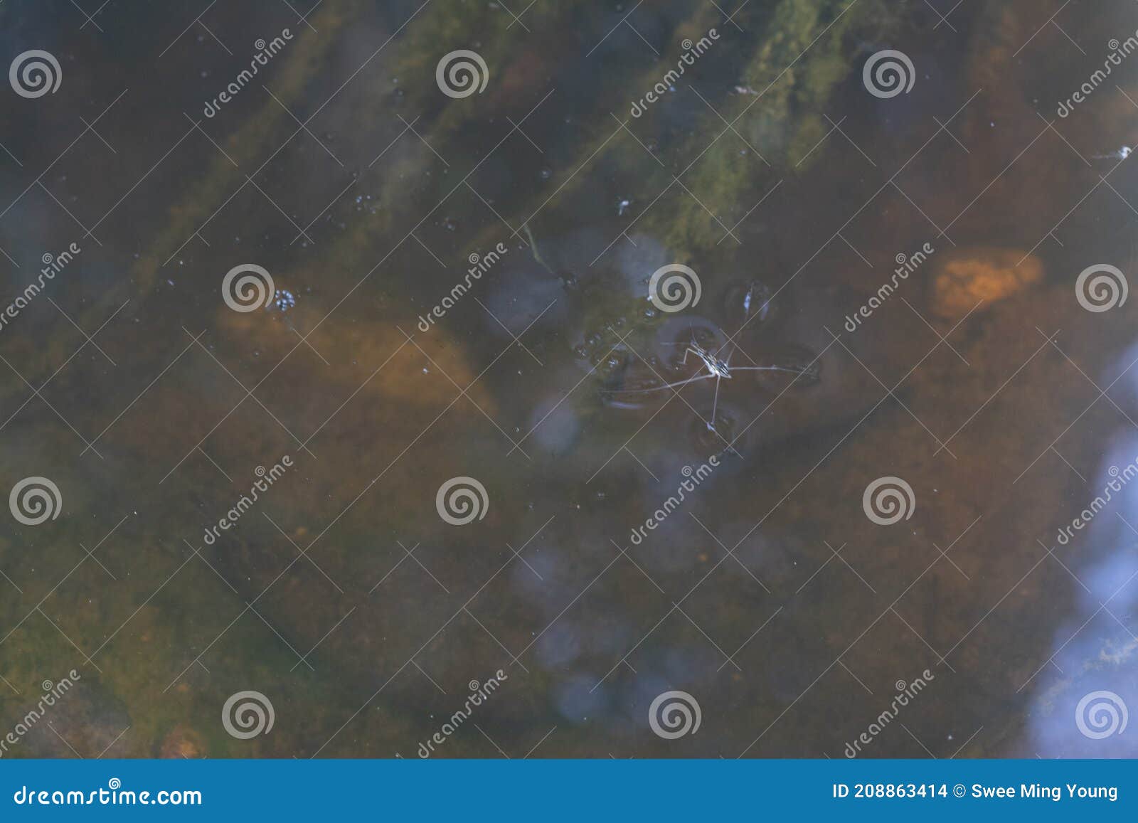 Waterstrider Insects on the Water Surface. Stock Photo - Image of ...