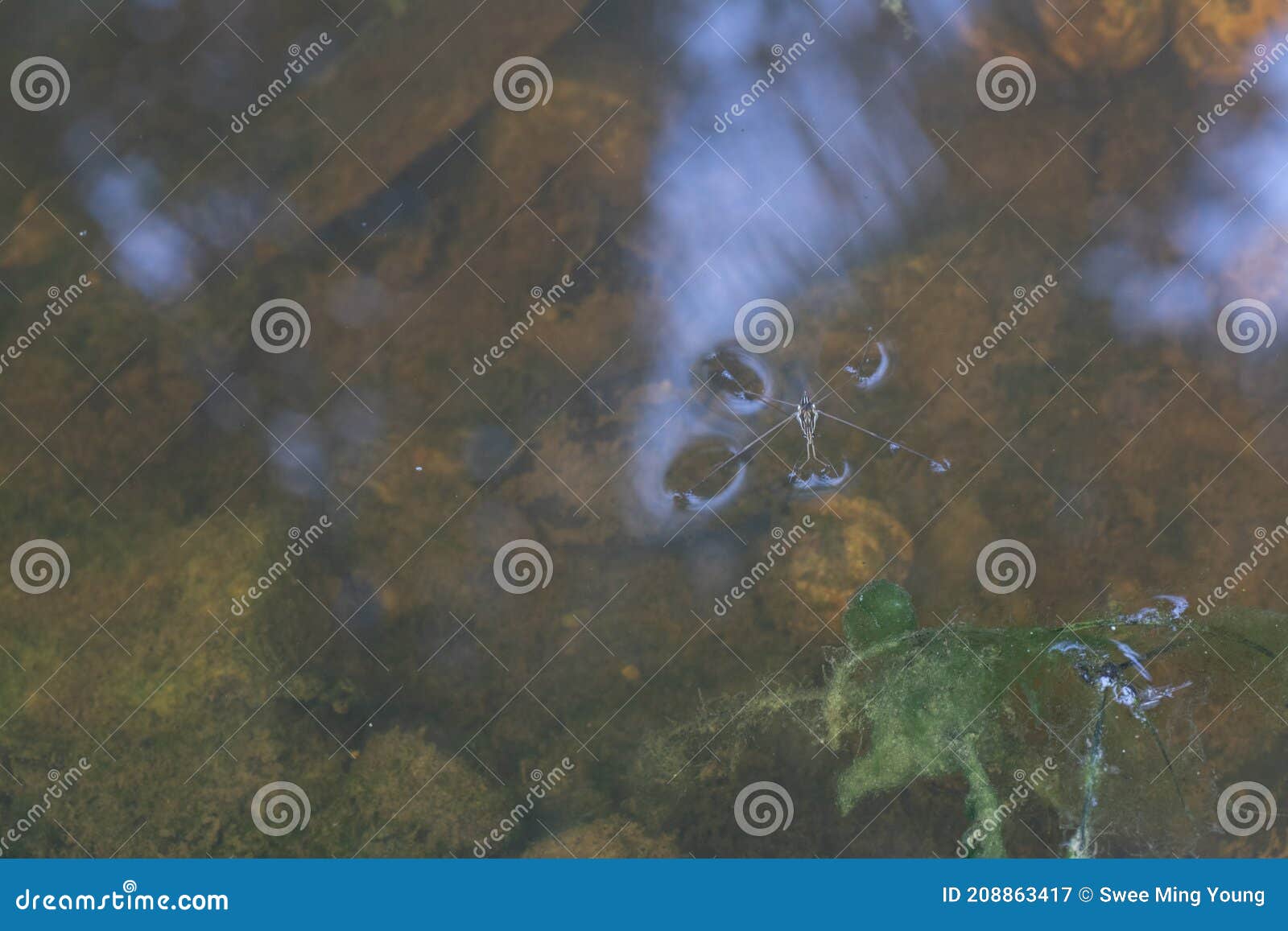 Waterstrider Insects on the Water Surface. Stock Image - Image of ...
