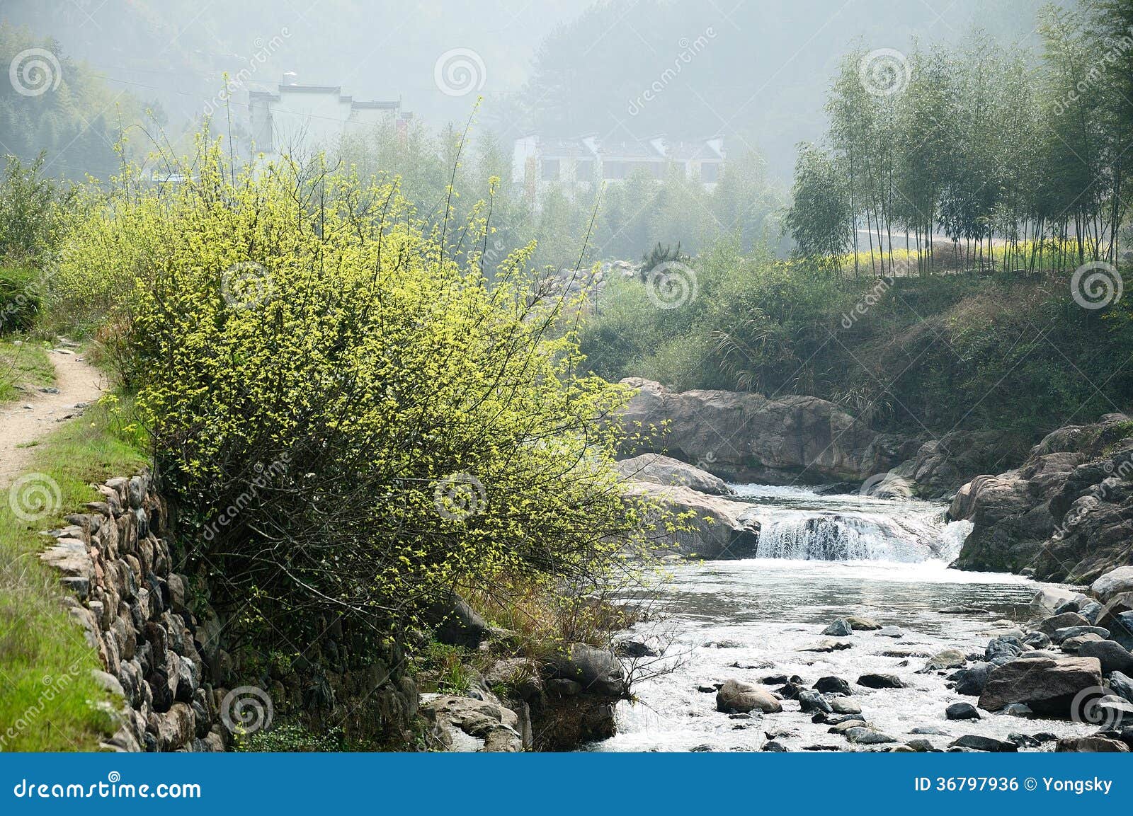 Waterstroom in bos stock foto. Image of zuiverheid, groen - 36797936