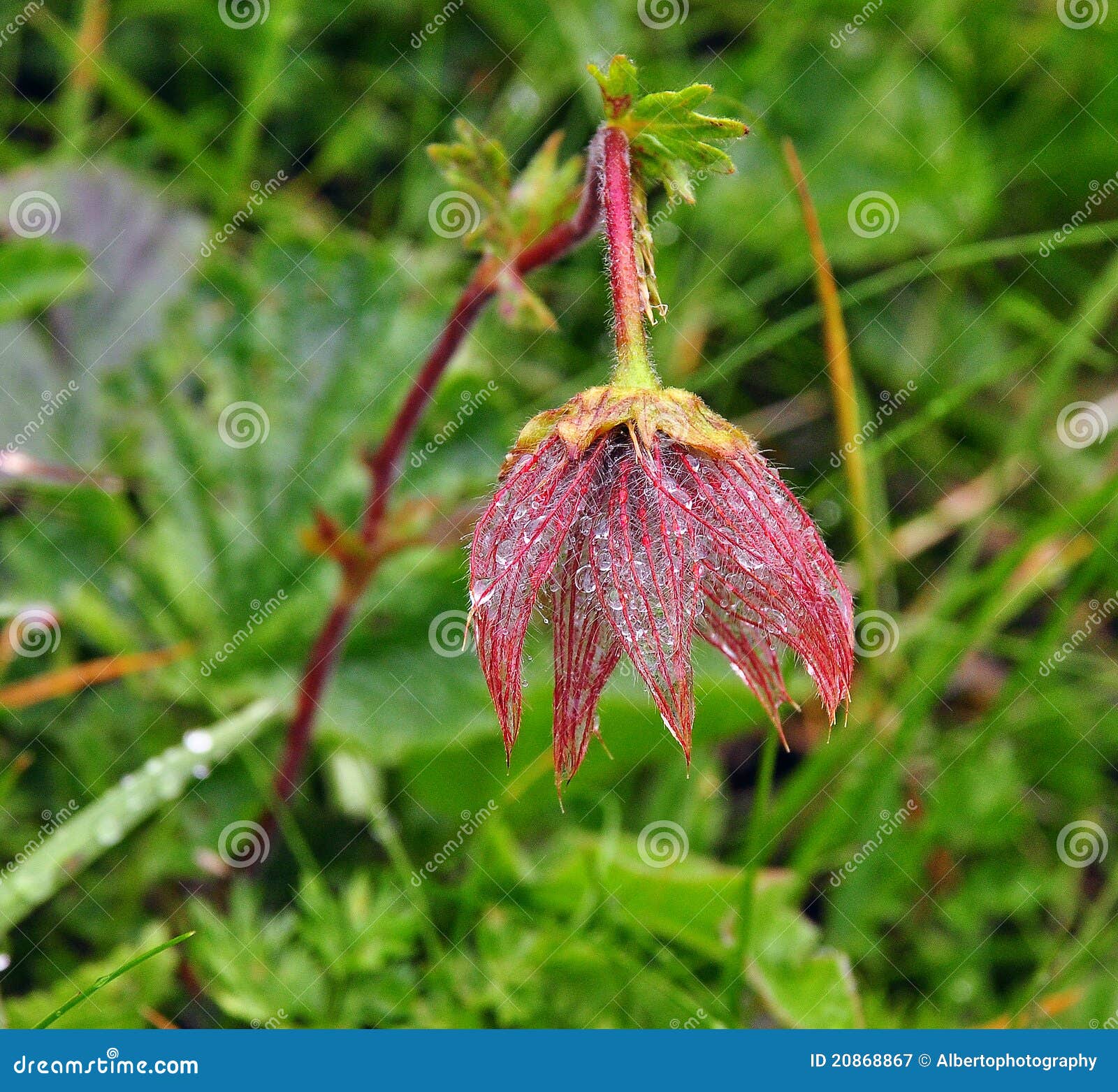 Watertears stock image. Image of photos, watertear, tear - 20868867