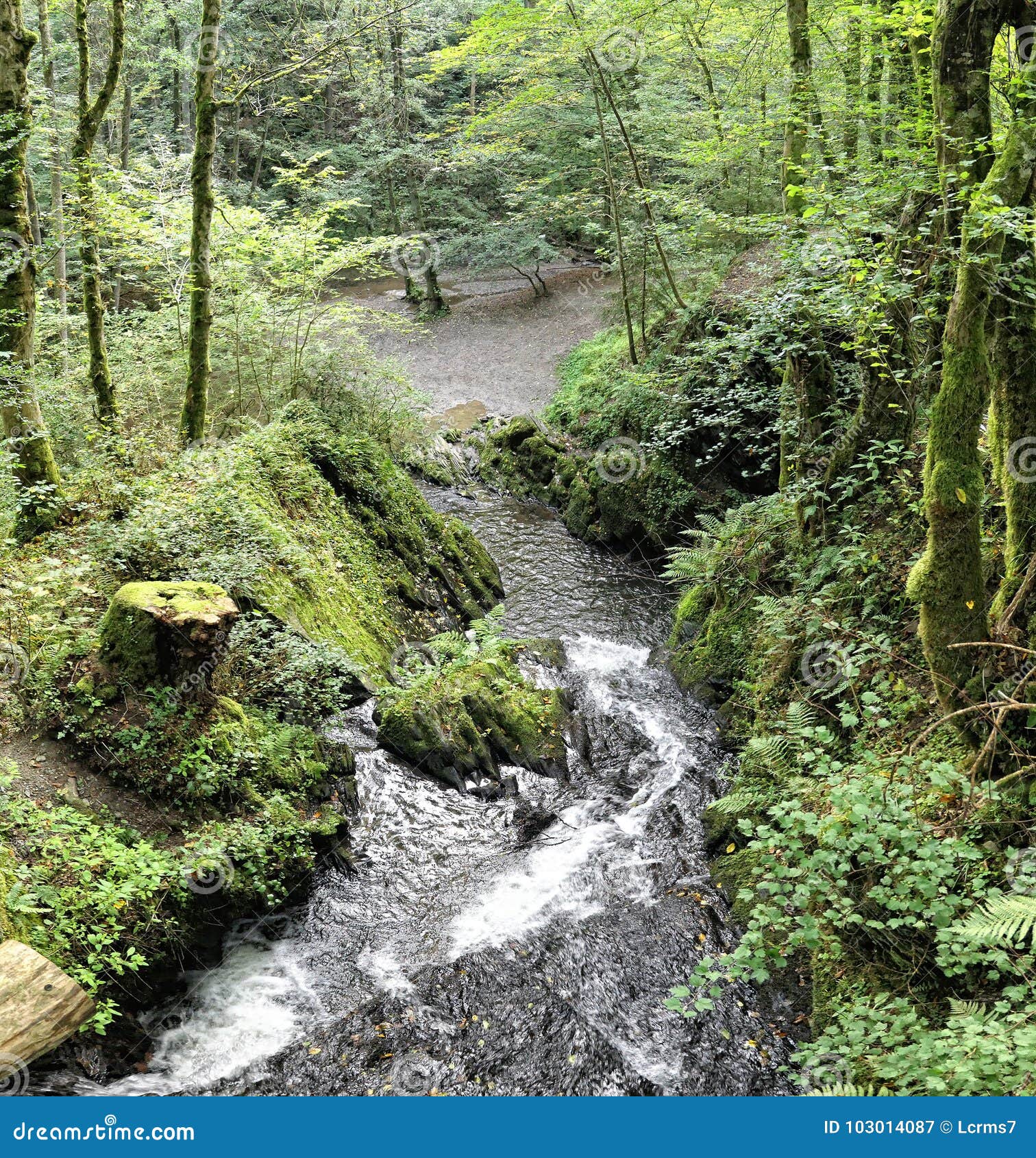 Waterval Wilde Swoosh in Wilde Endertal-vallei in Eifel Regio Stock ...