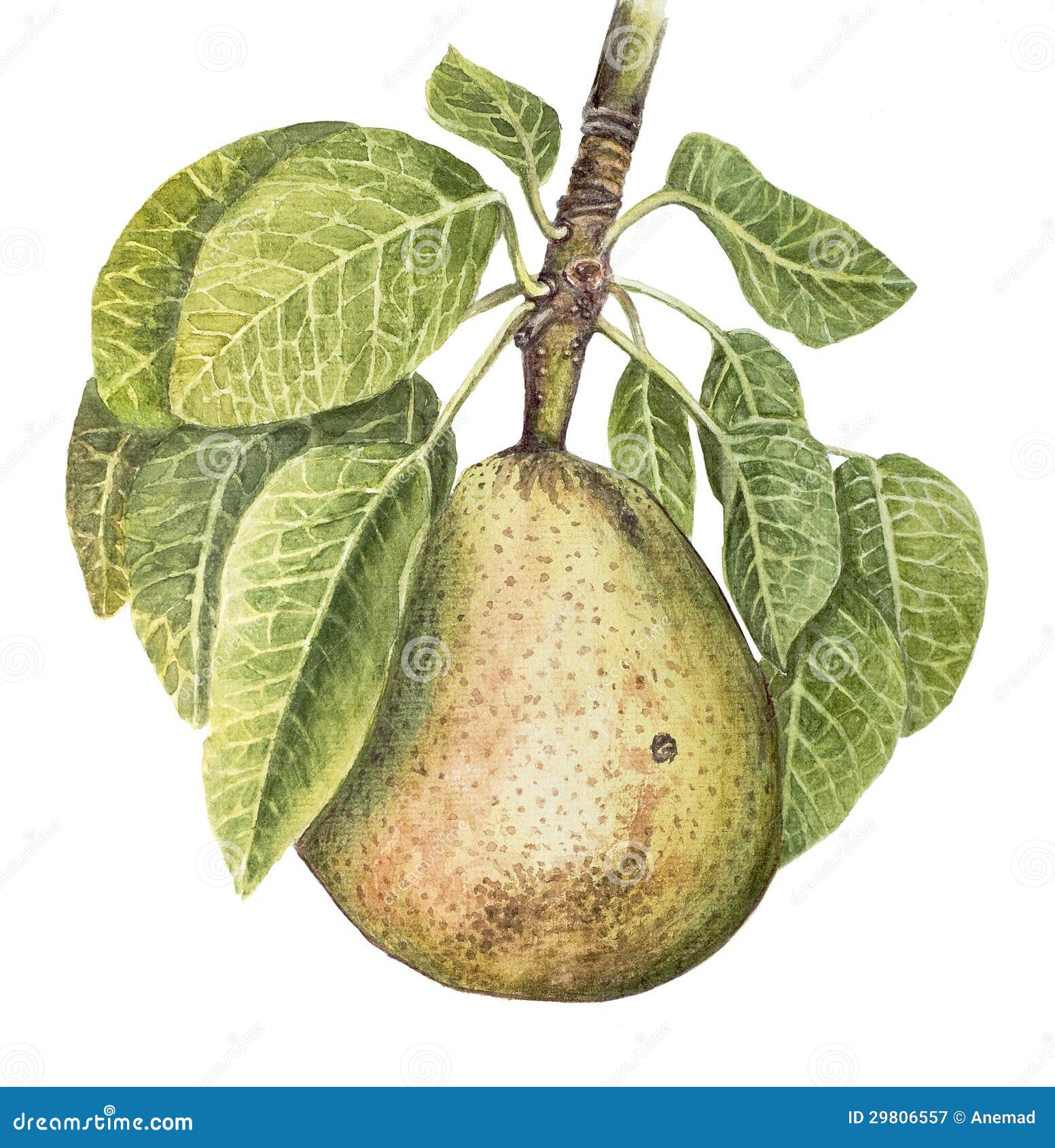 Peer stock afbeelding. Image of gedetailleerd, voedsel - 29806557