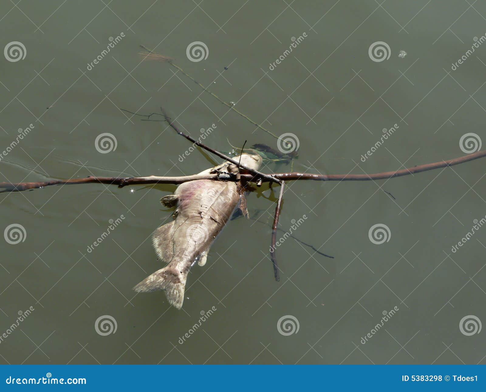 Watervervuiling - Dode Vissen Stock Foto - Image of water, gevaar: 5383298