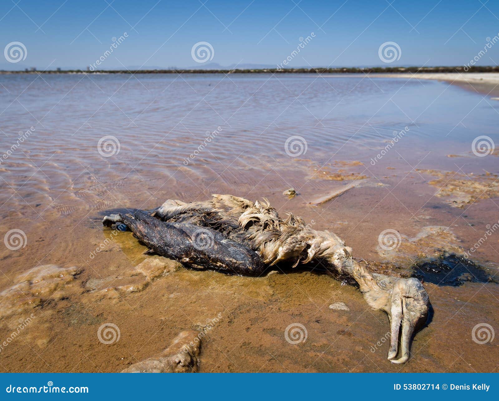 Watervervuiling - Het Dode Wild Stock Foto - Image of nave ...