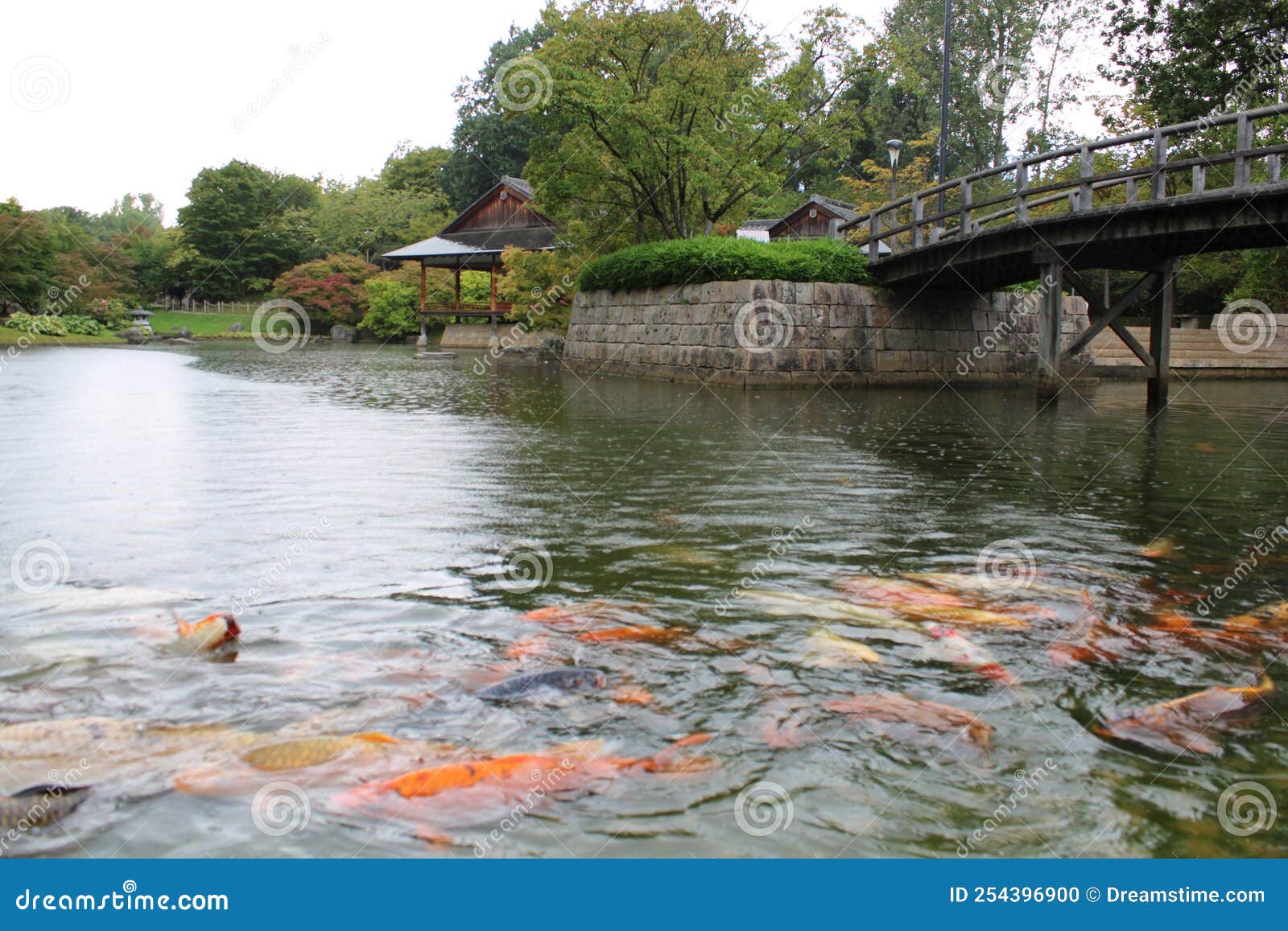 Waterway fish garden Japan stock photo. Image of waterway - 254396900