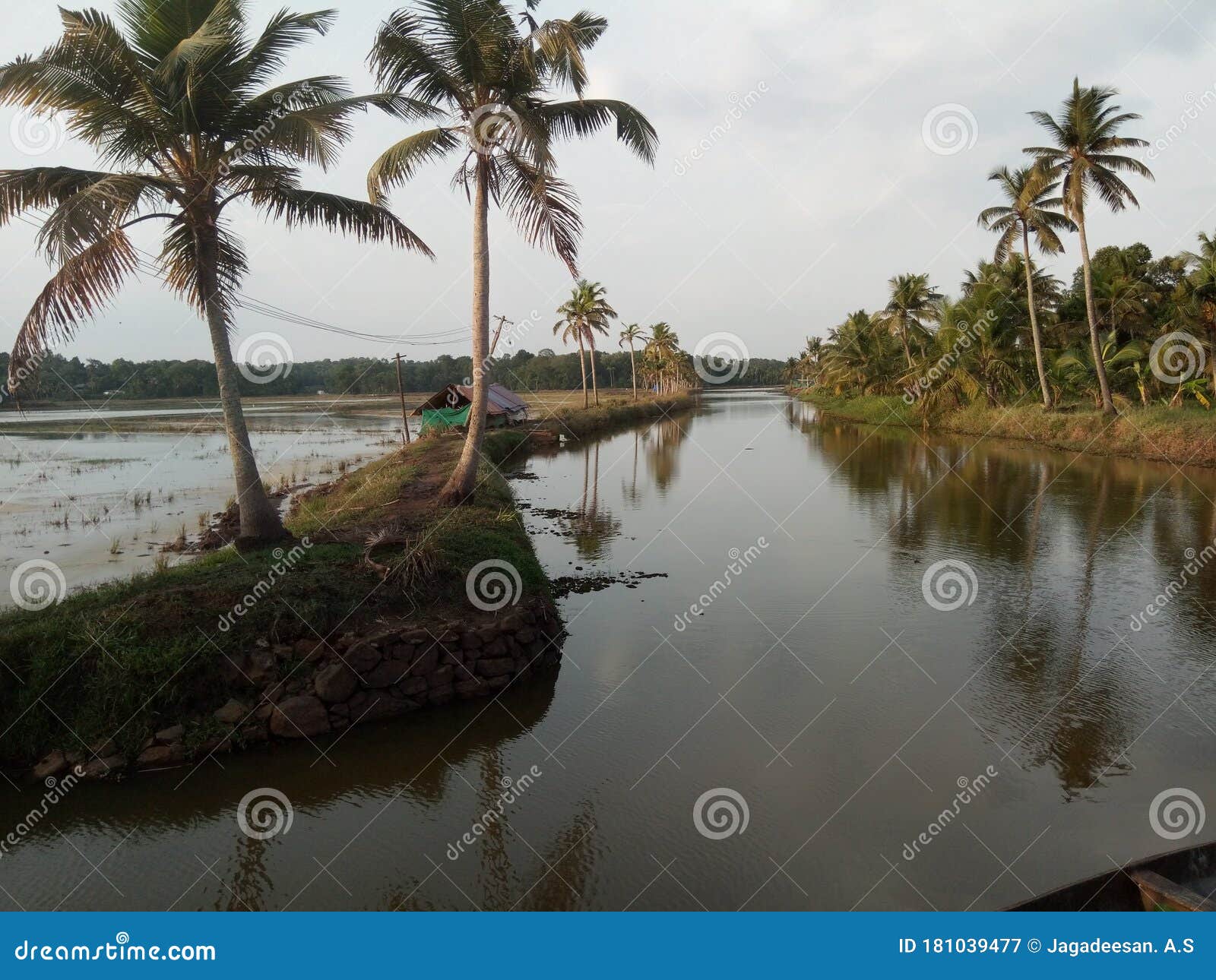Waterway, paddy field stock image. Image of pond, water - 181039477