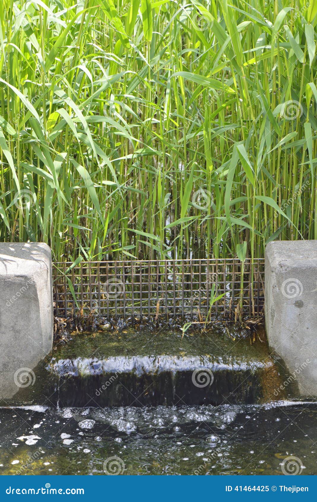 Waterway at Water Grass Field Stock Image - Image of closeup ...