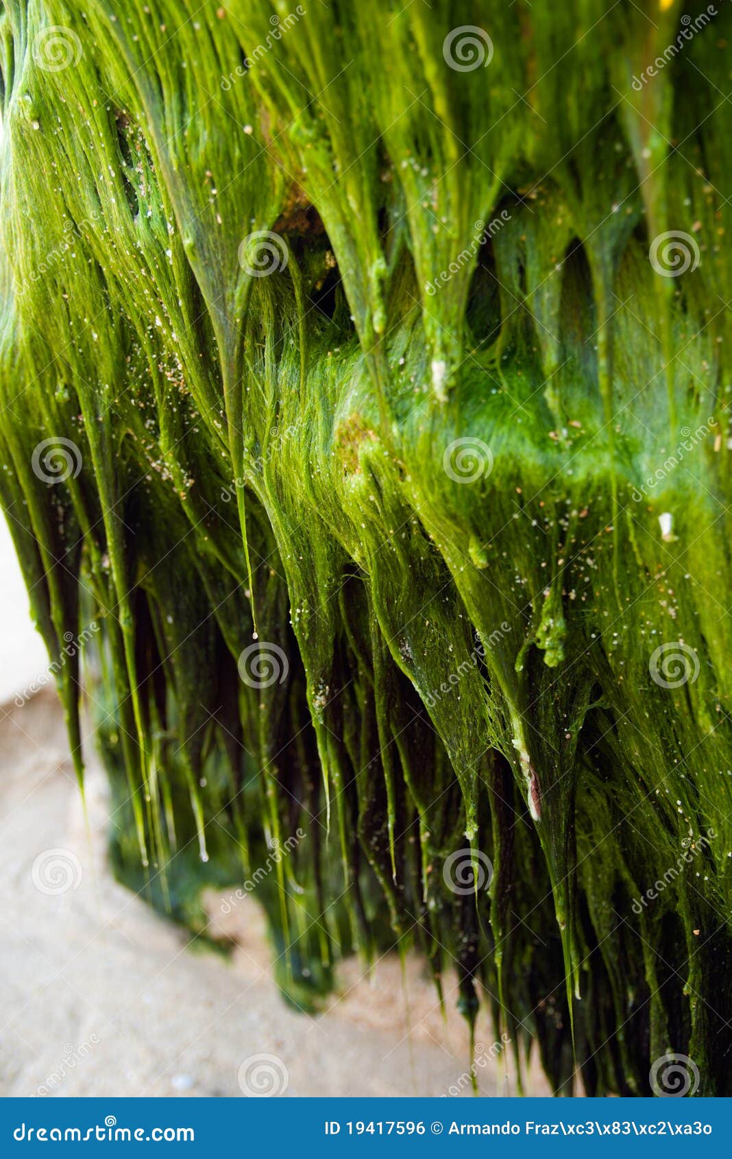 Waterweed stock photo. Image of green, sesimbra, waterweed - 19417596