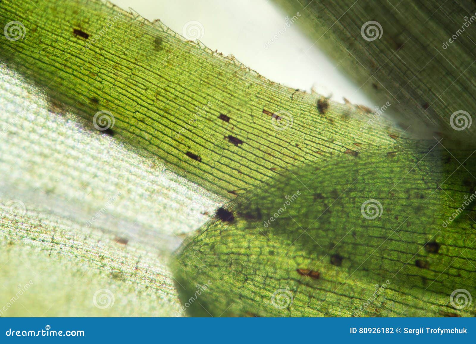 Waterweed Elodea Leaf Structure by Microscope. Freshwater Plant ...